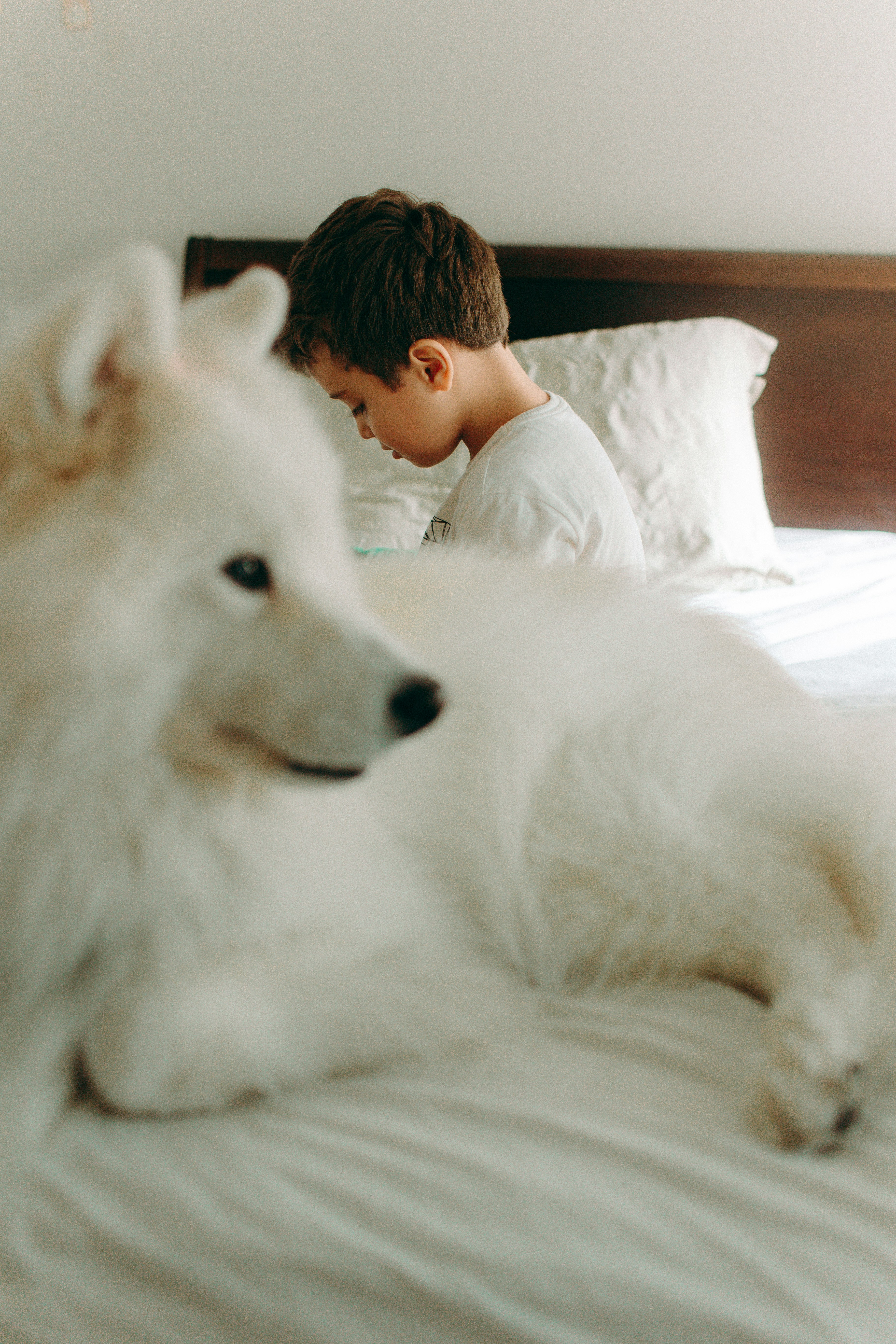 Quiet Morning: Child and Wolf in Soft Bedlight