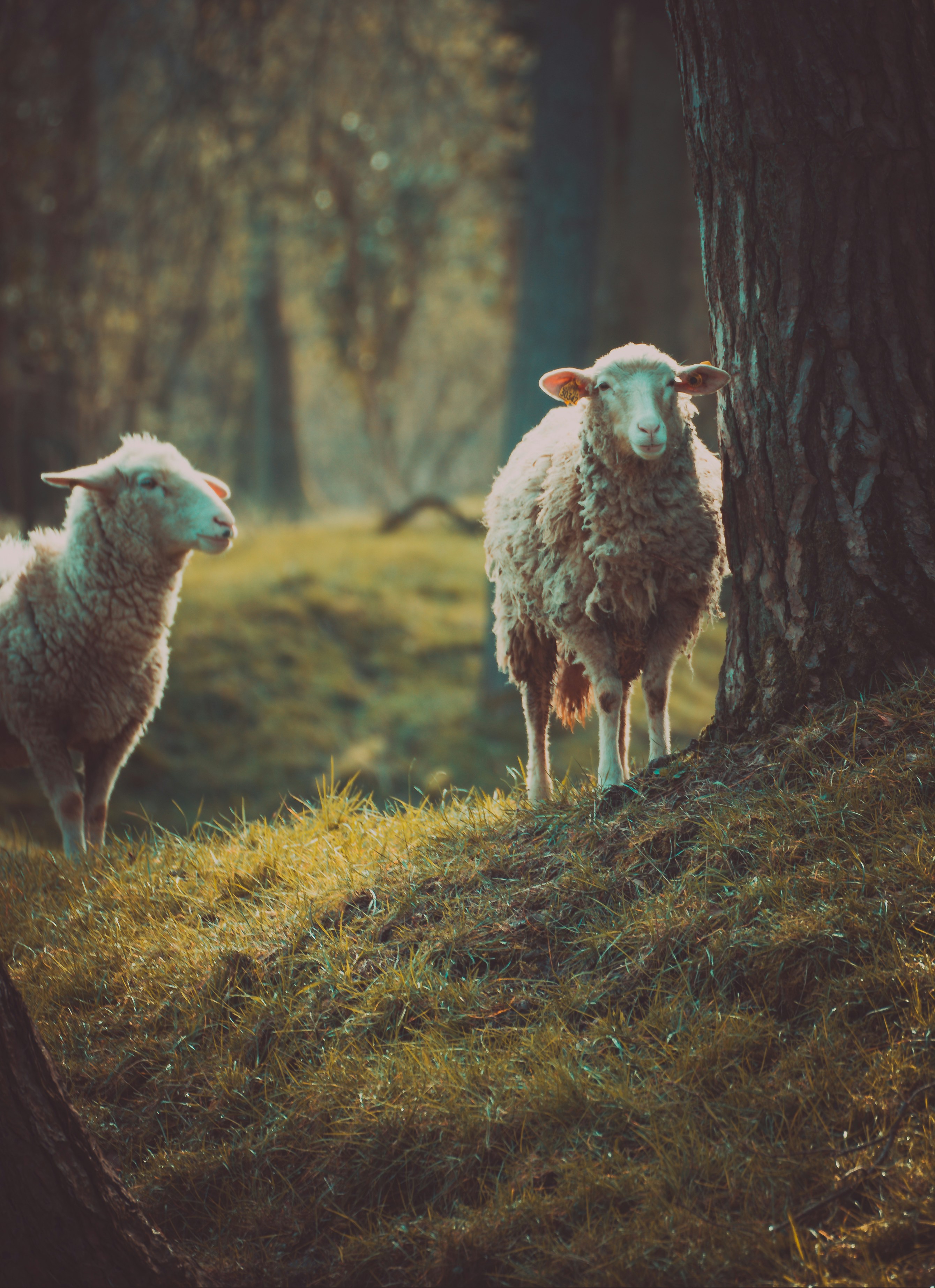 Pasture Guardians by the Mossy Trunk