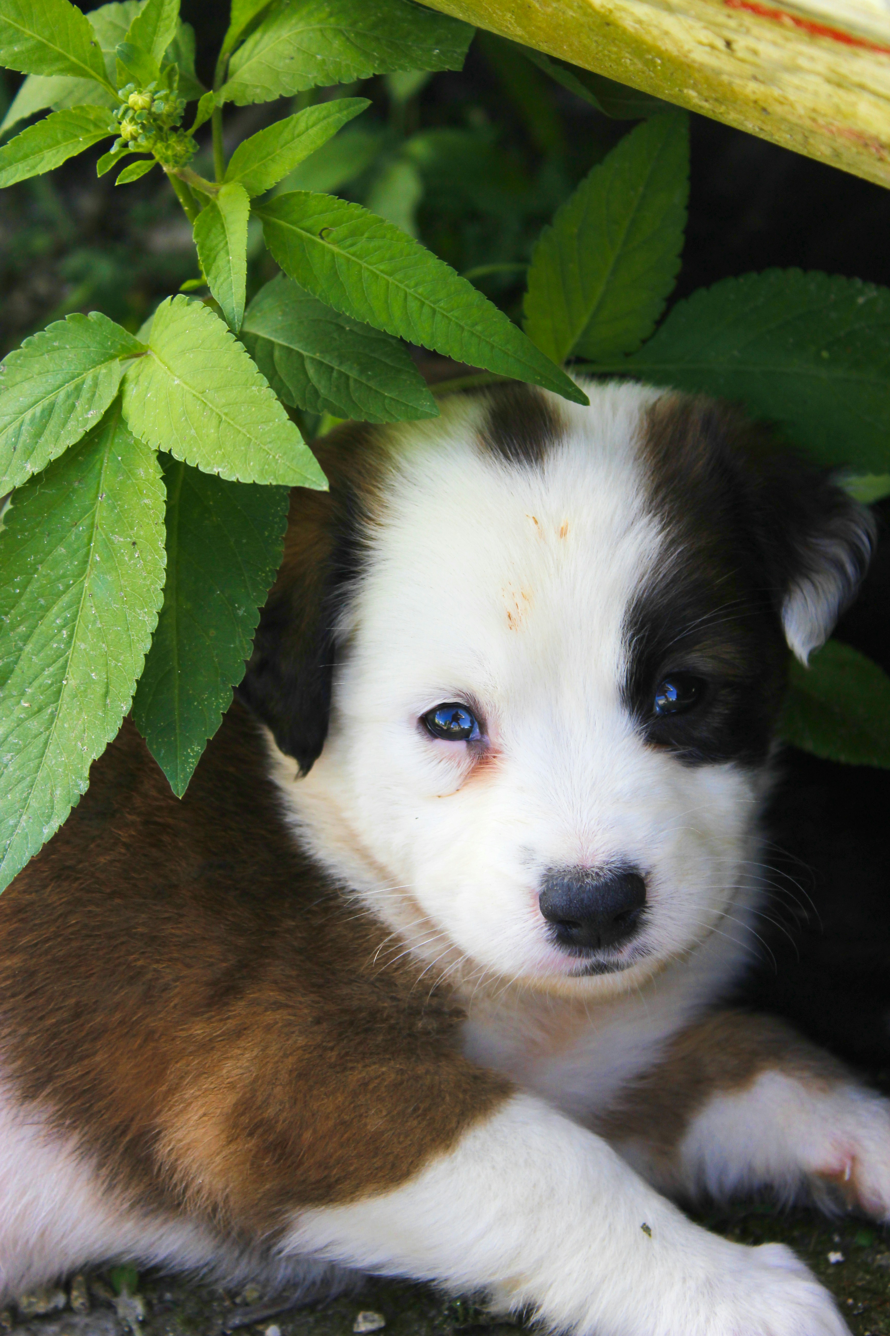 Under the Leaves: Sweet Puppy Resting in Green Shade