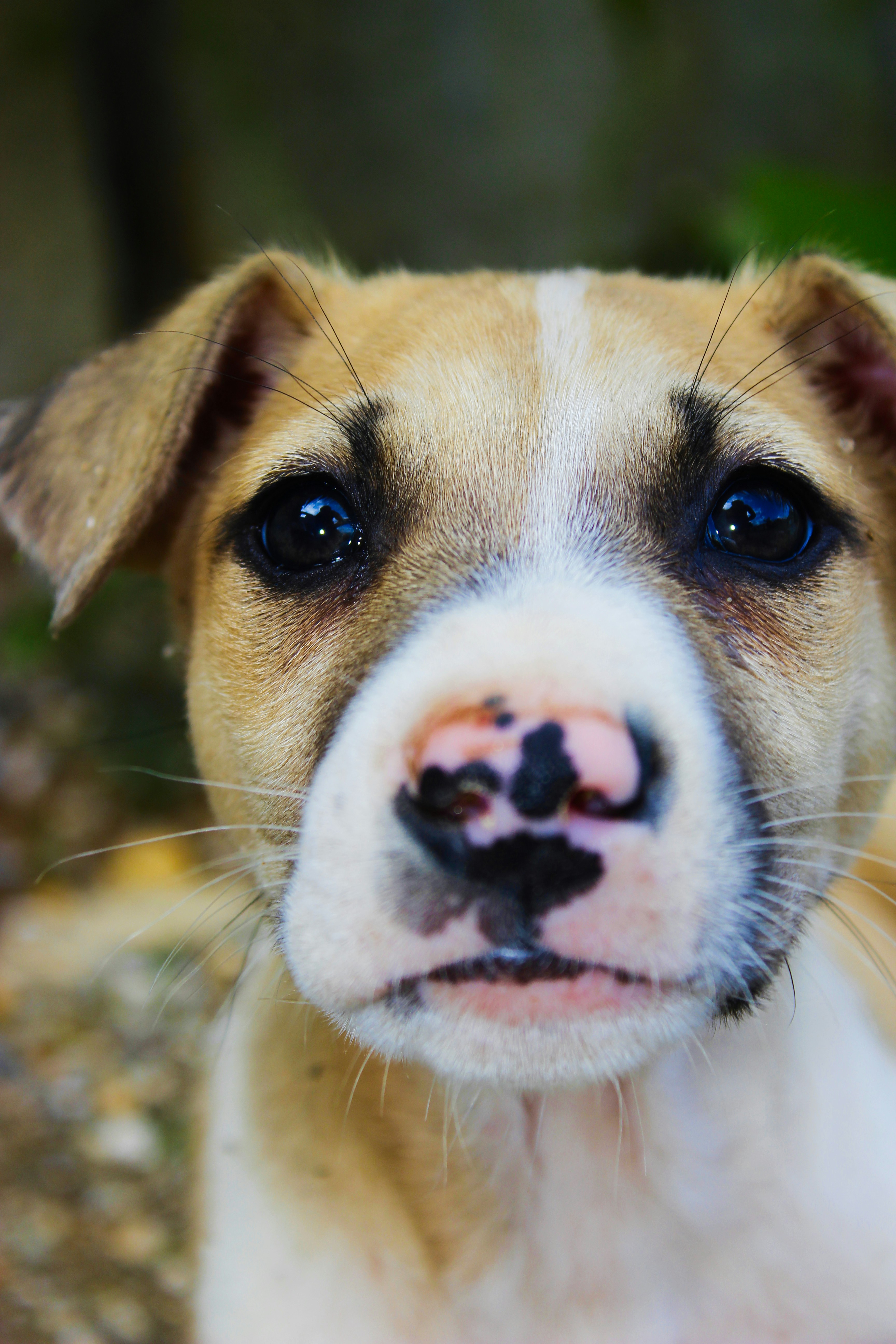 Eyes of Inquiry: A Curious Pup Stares Down the Lens