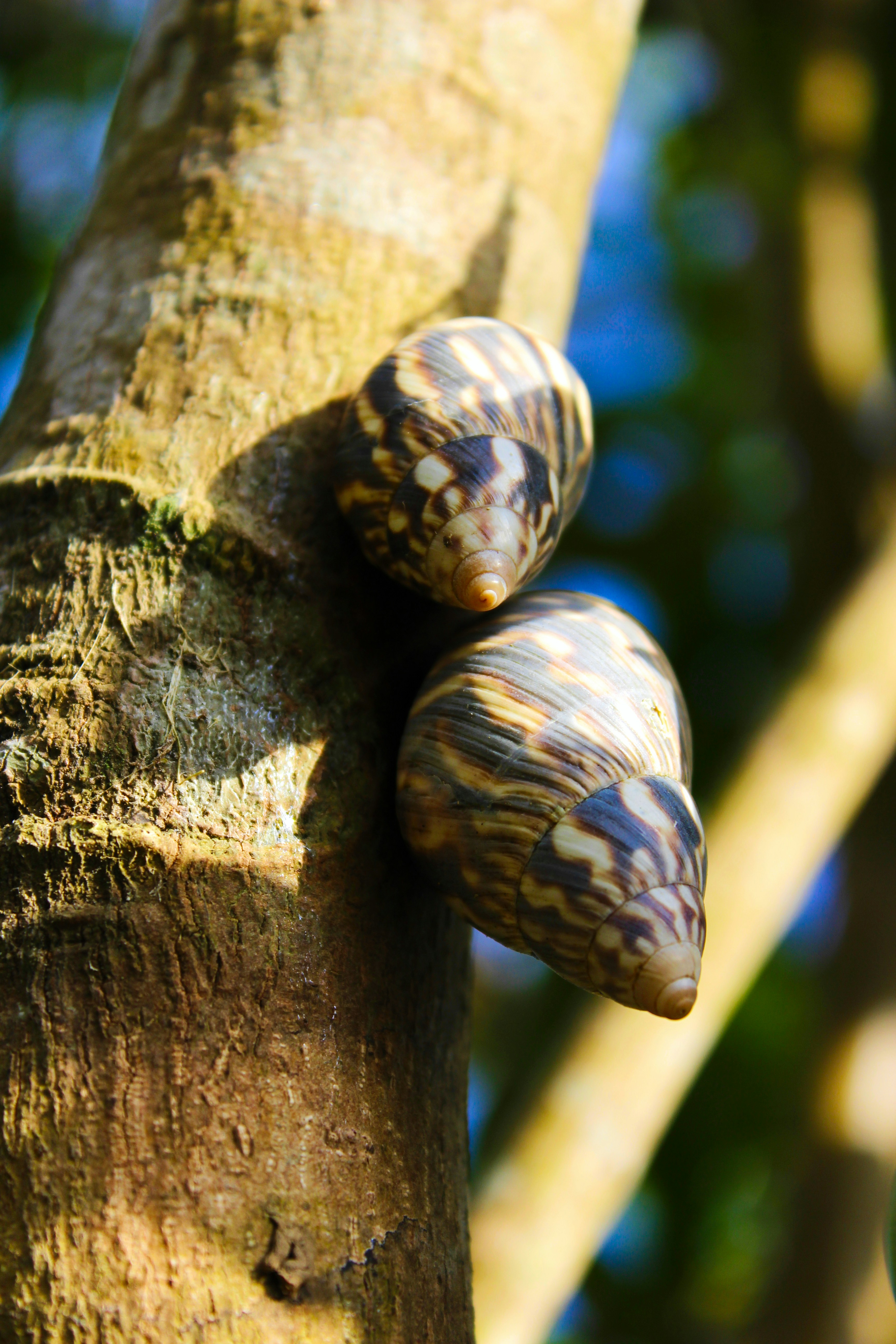 Twin Shelled Travelers Clinging to Bark