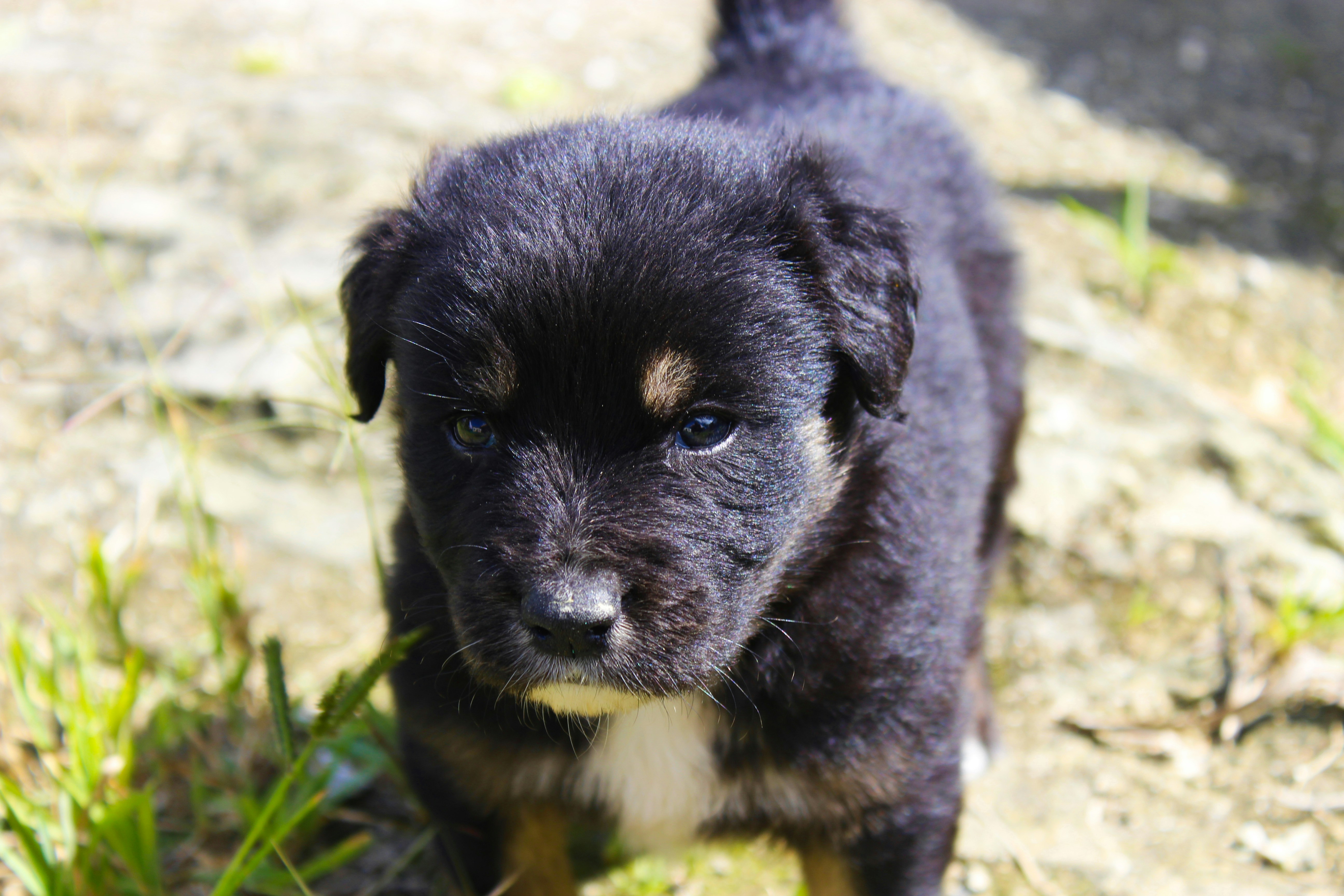 Tiny Guard of the Meadow: A Curious Ground-Level Pup Emerges