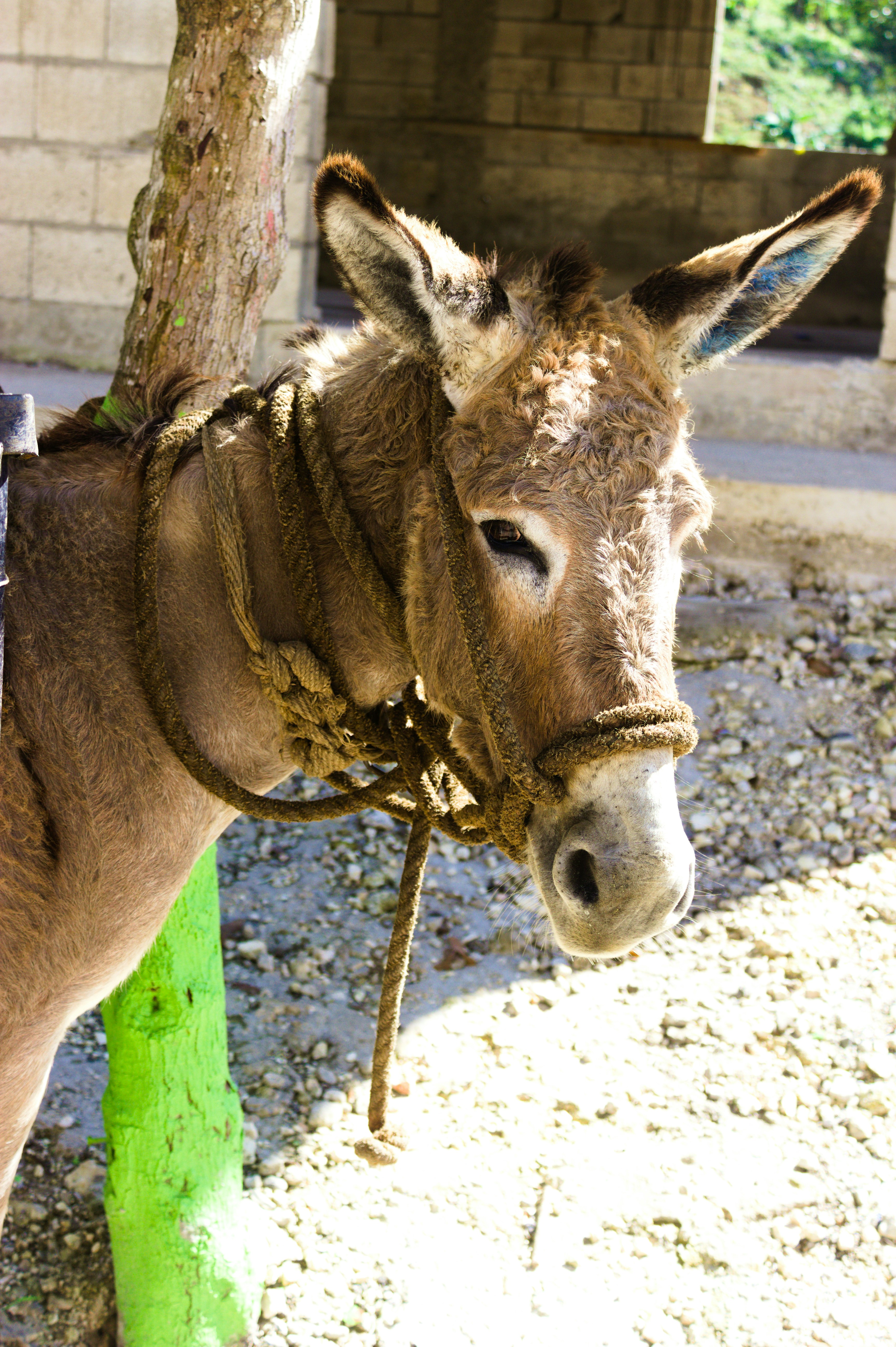 Mule in Shade: Close-Up of a Bearded Donkey tethered beside a concrete wall