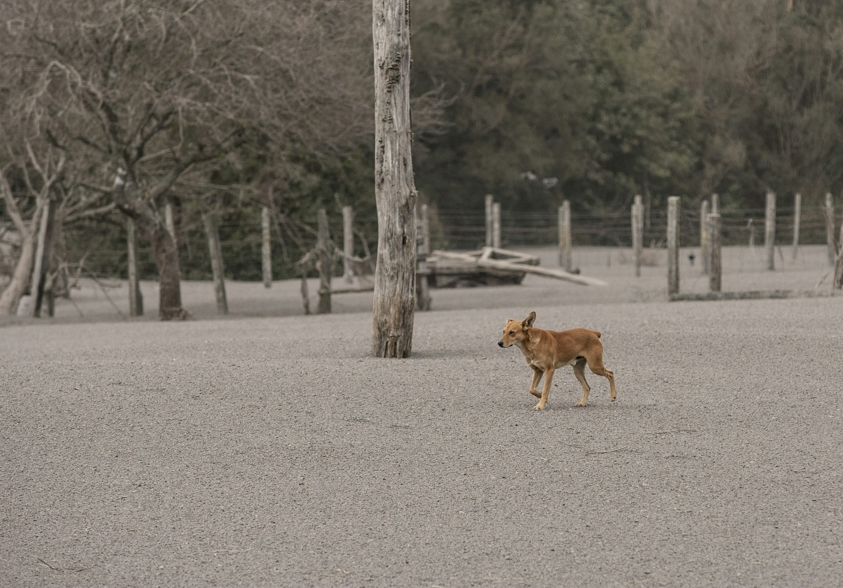 Solitary Fawn-colored Canine in Open Grain Field
