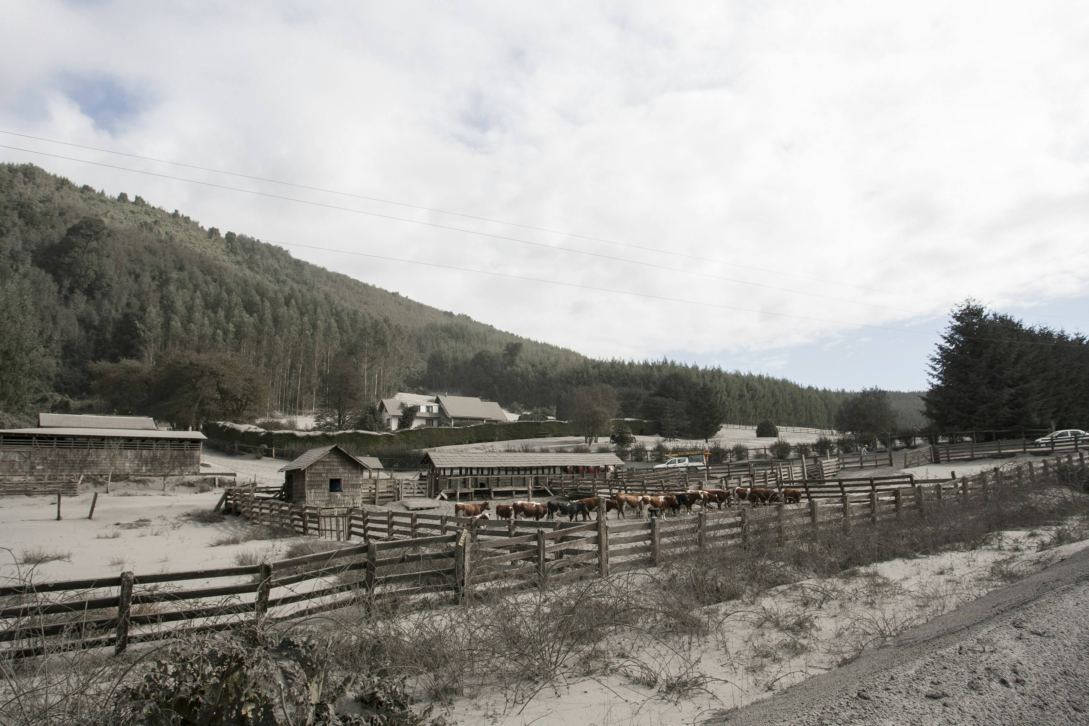 Cattle Fenced Pasture Under a Hazy Mountain Sky