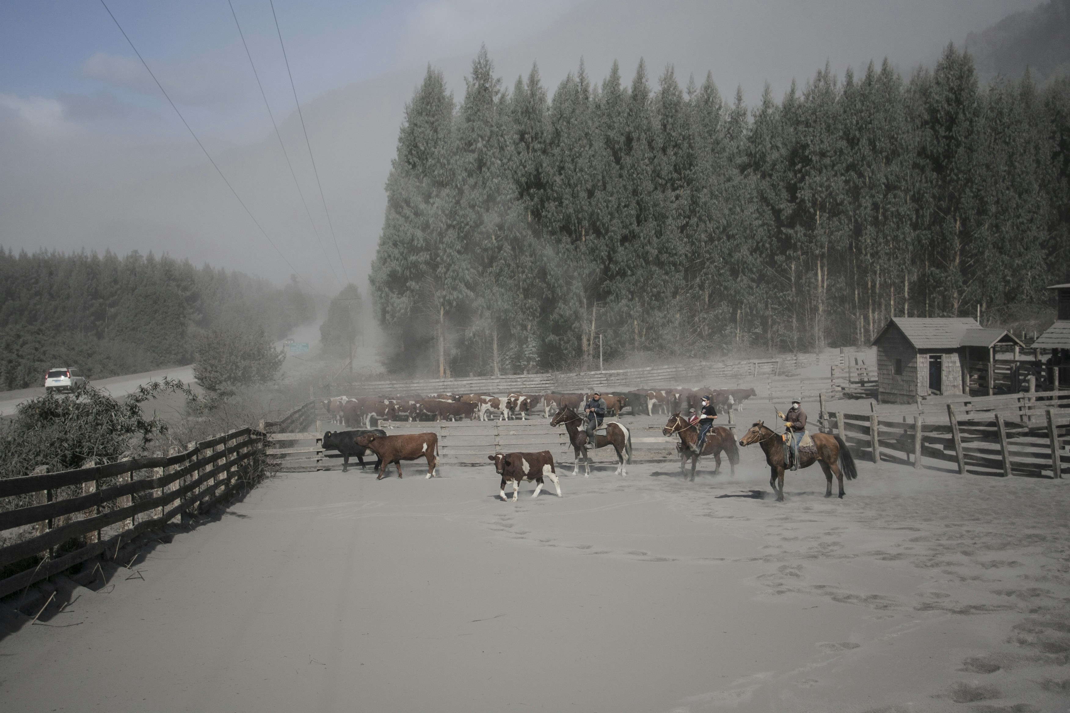 Herd at Dusk: Horses and Cattle Crossing a Dusty Farmyard