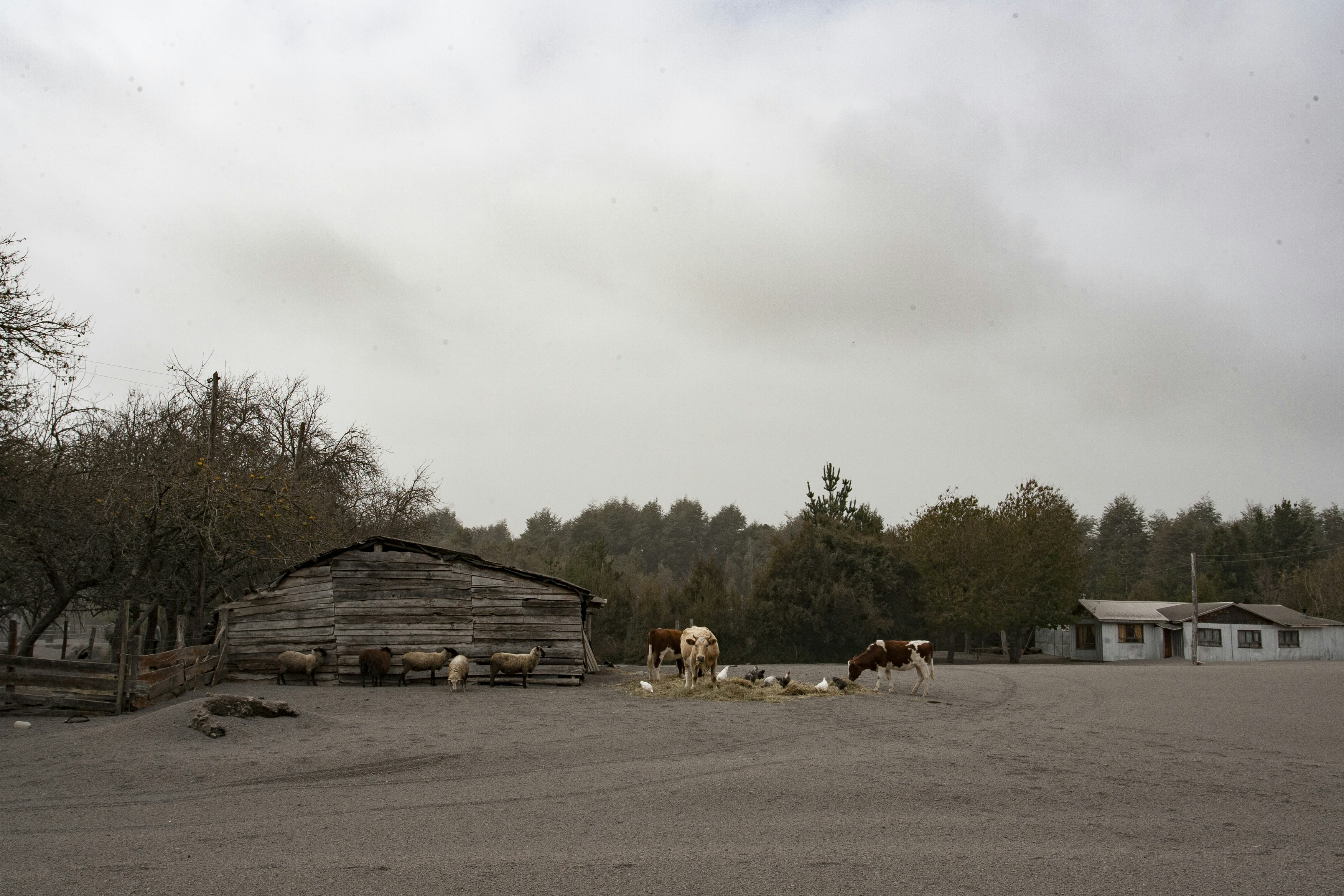 Rural yard scene with a weathered wooden shed, grazing cows, and scattered objects beneath an overcast sky.