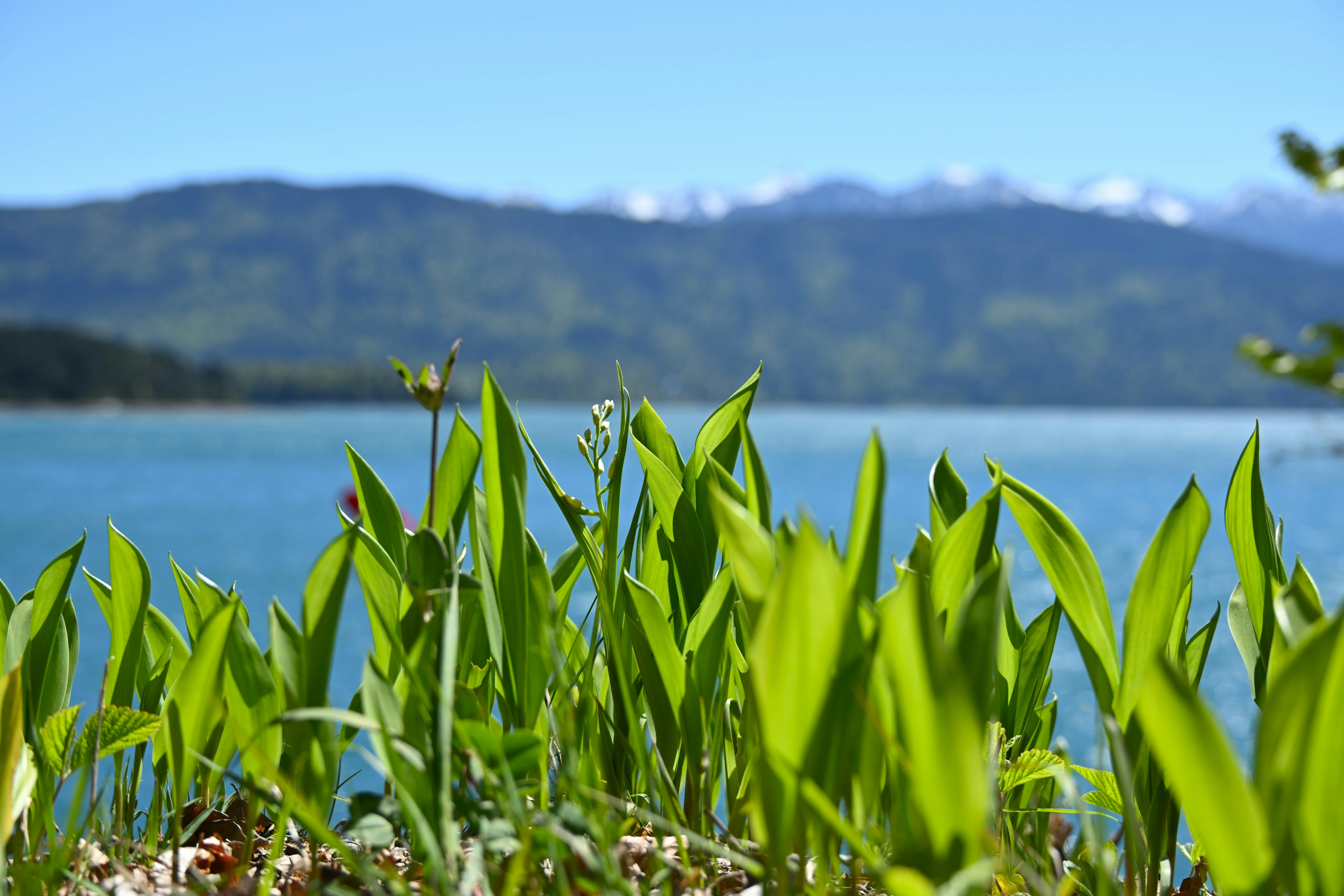 Emerald blades by the lakeside under distant snowcaps