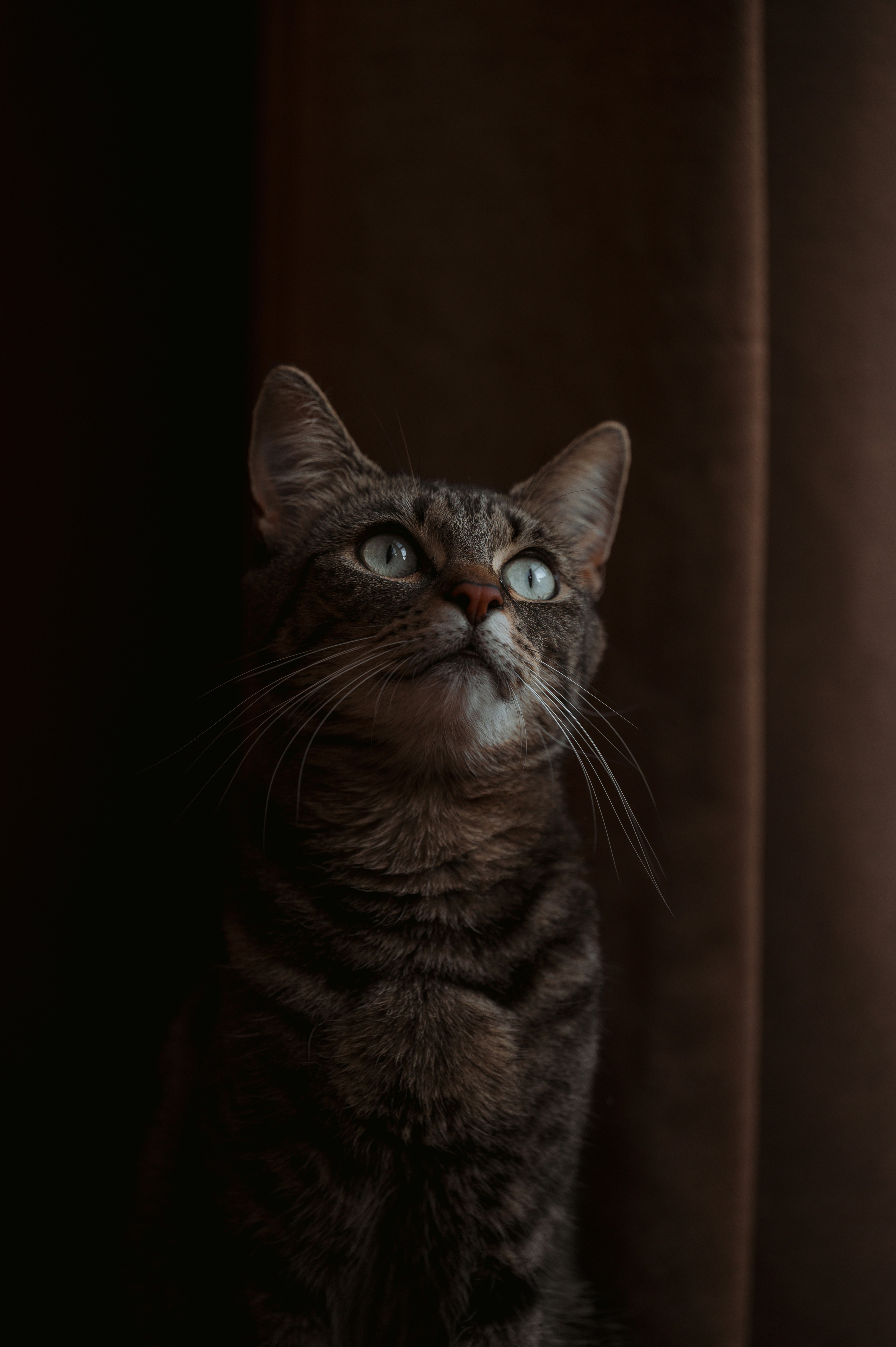 Curious Gaze by the Curtain