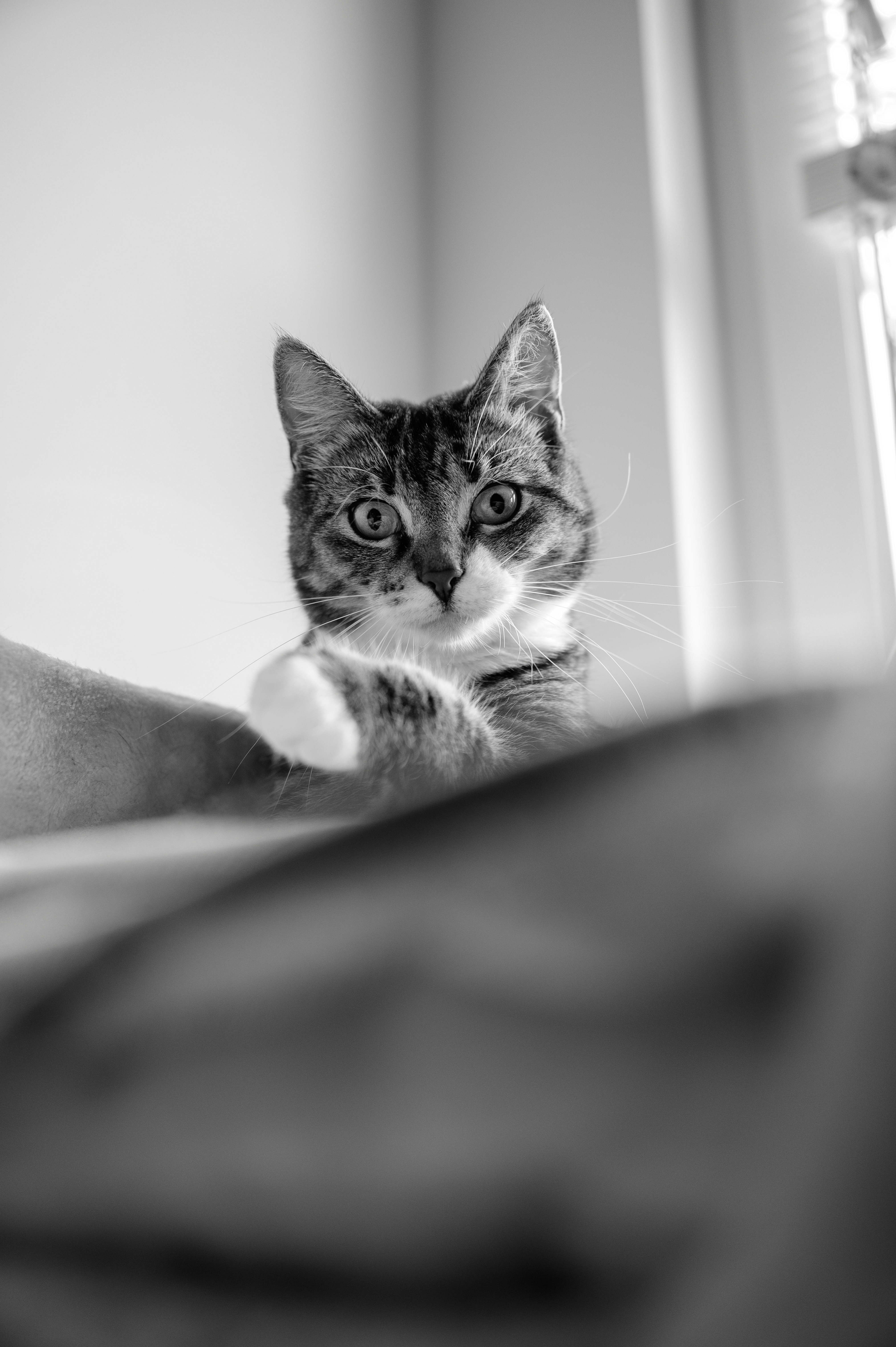 Curious Gaze from the Edge of the Pillow