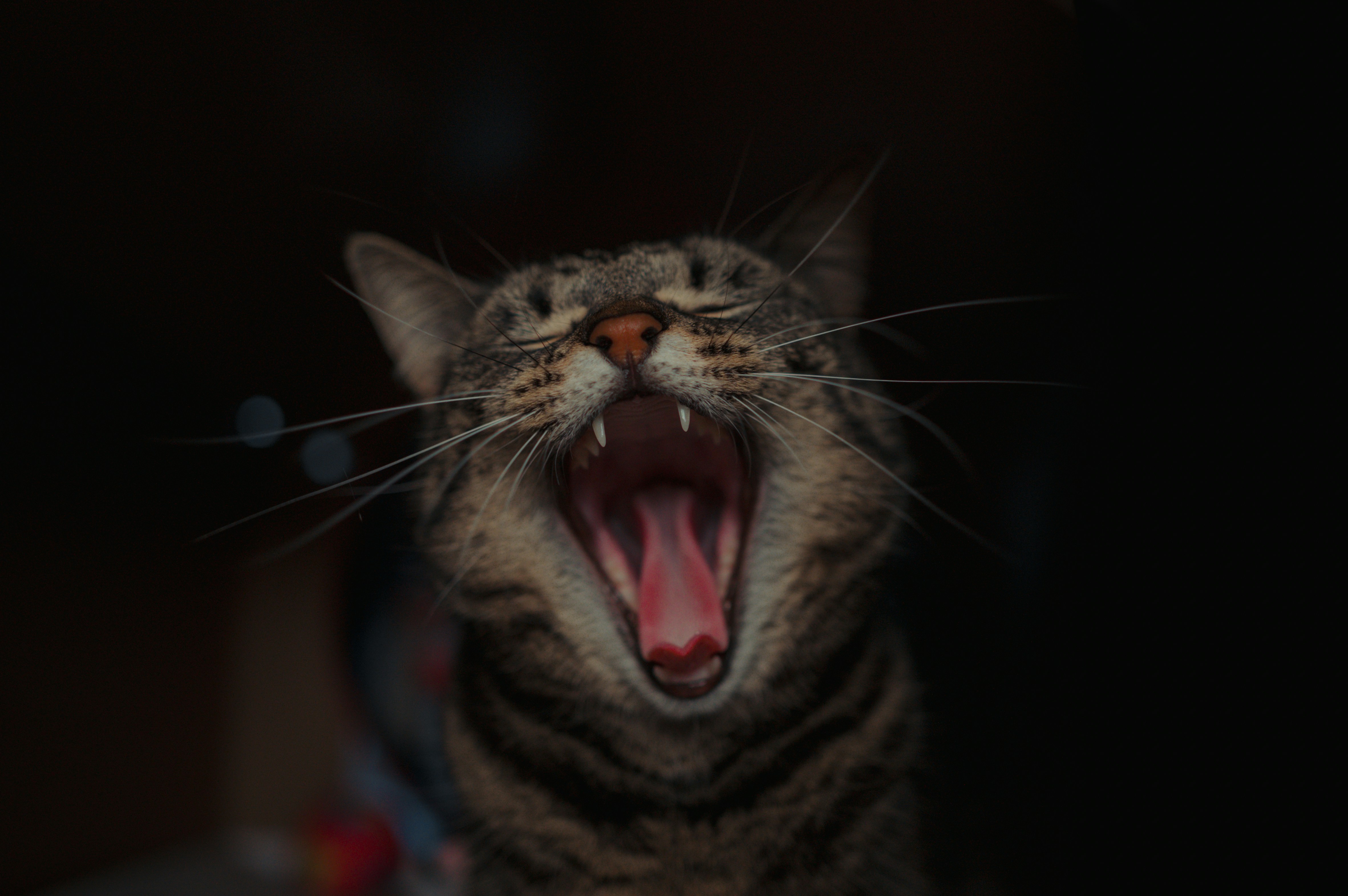 Mid-Yawn Moment: A Cat’s Ferocious Expression in the Spotlight