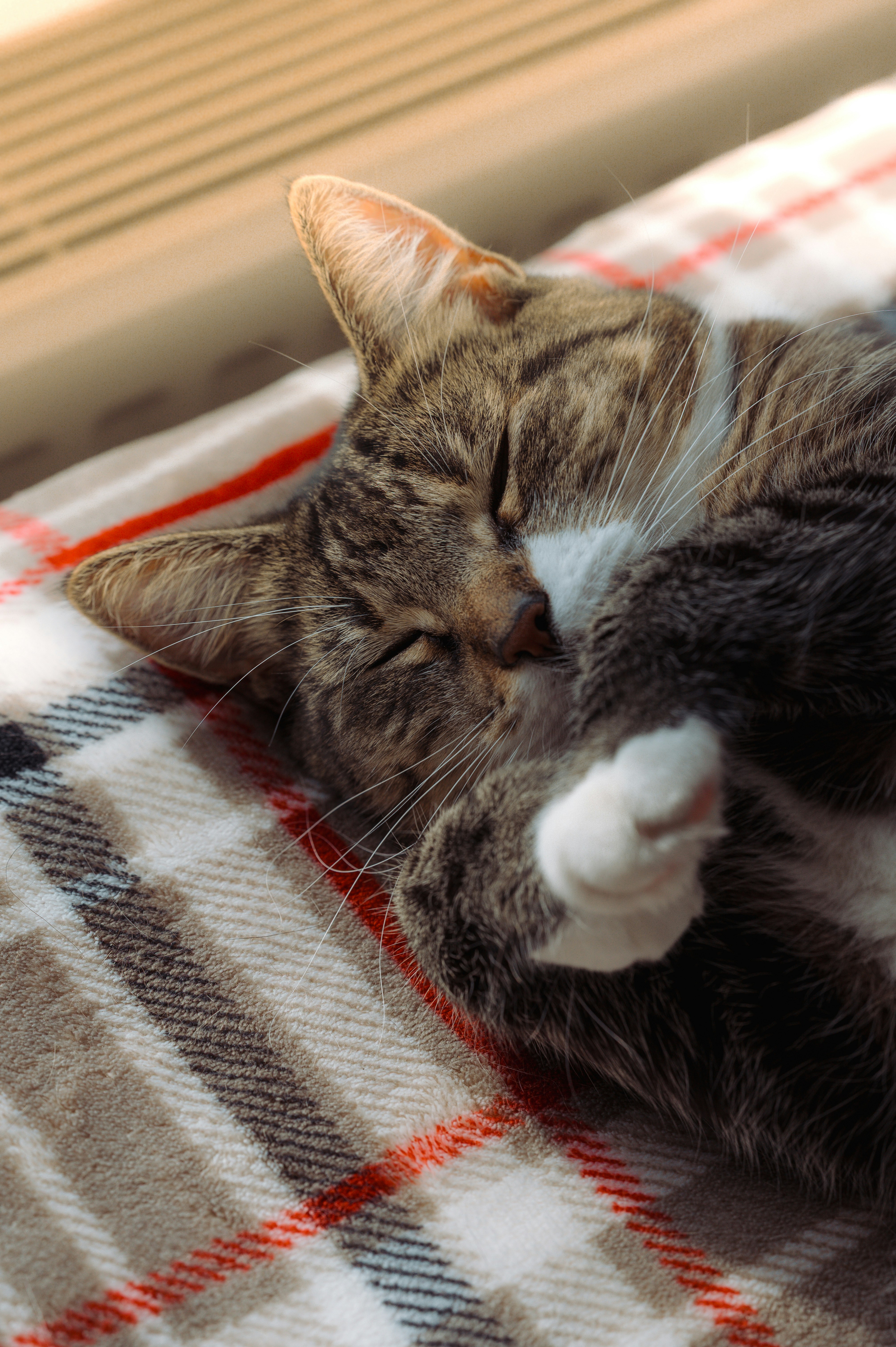 Cozy Cat in Soft Blanket Nap