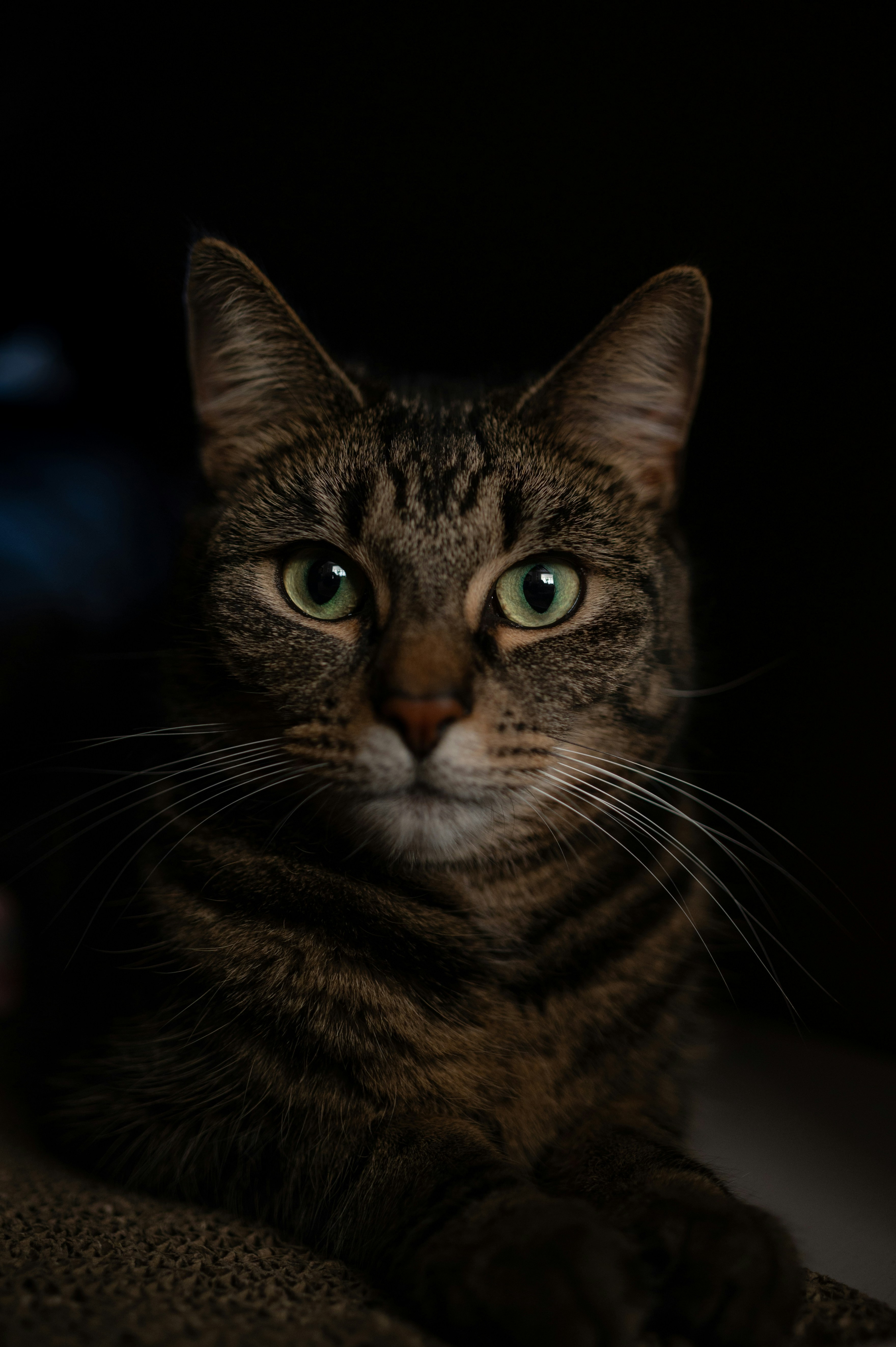 Midnight Observer: The Cat Gaze Beneath Velvet Darkness