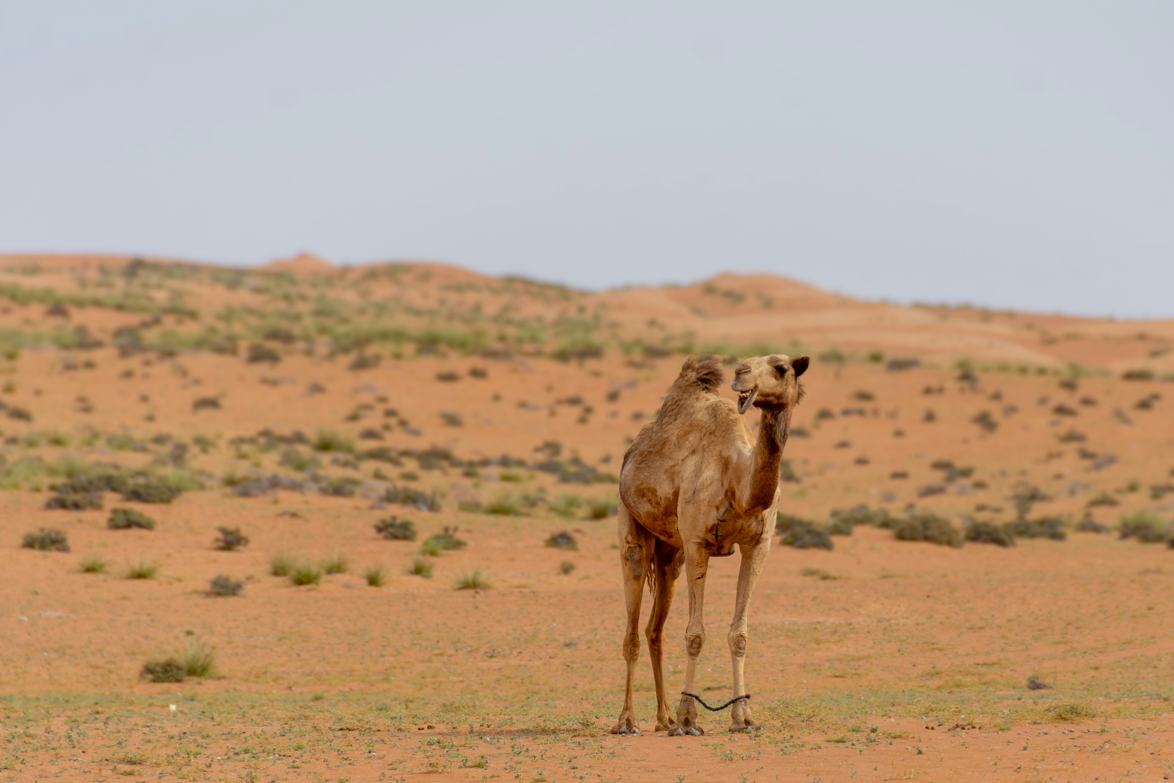 Desert Camel Sentinel under a Quiet Sky