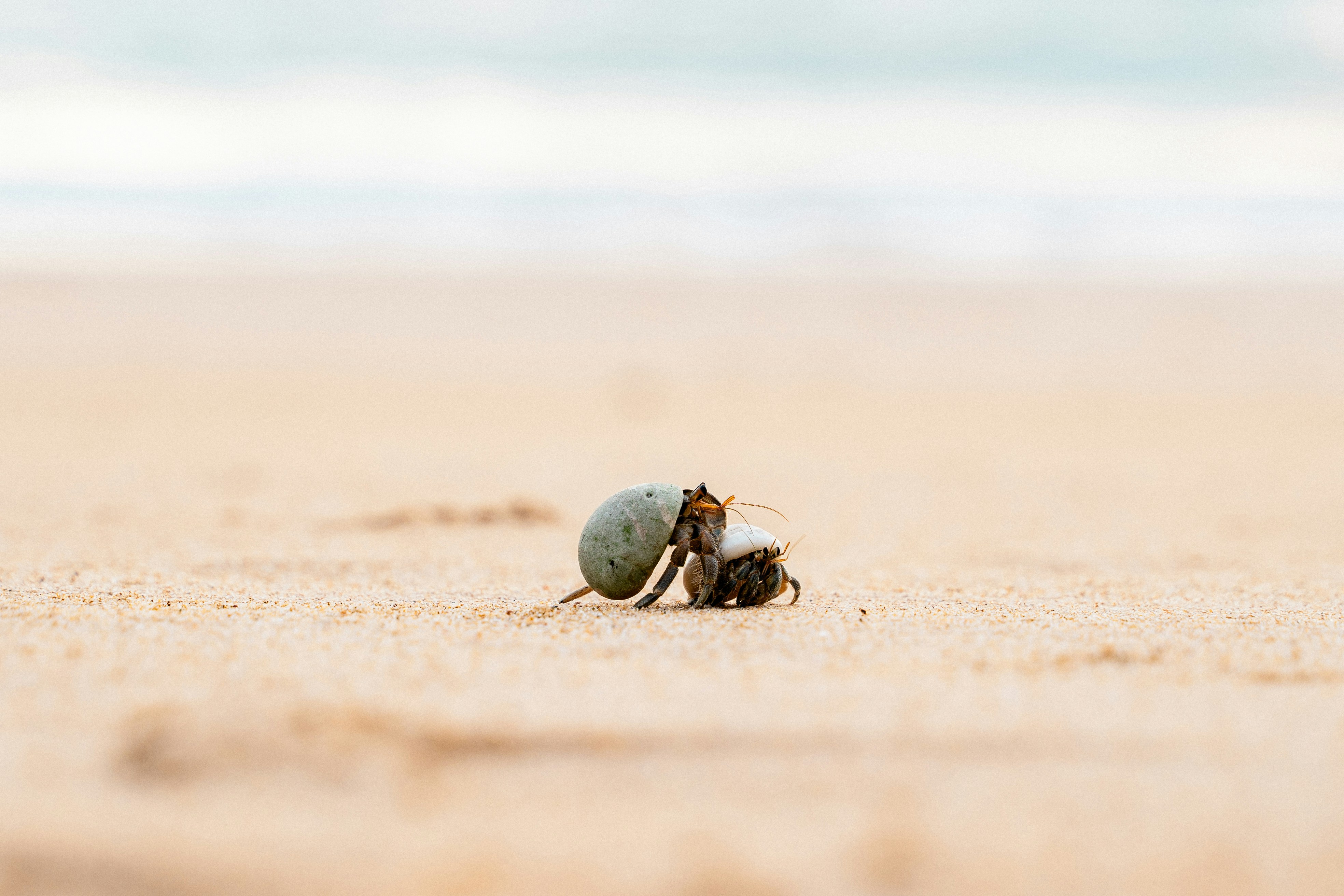 Crab on a Quiet Shore: A Beach Dune Moment