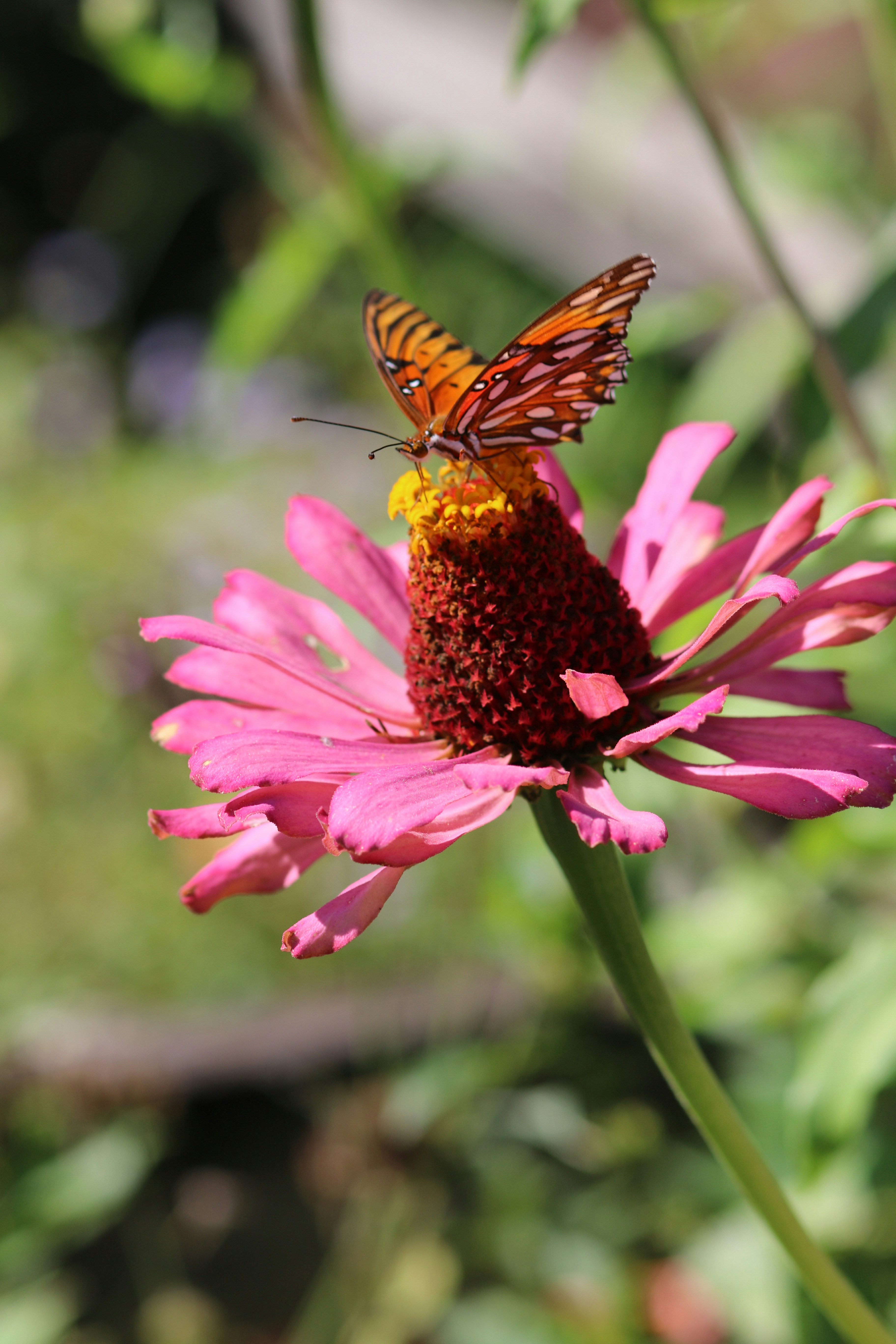 Butterfly on a Pink Zuma: A Moment of Colorful Balance
