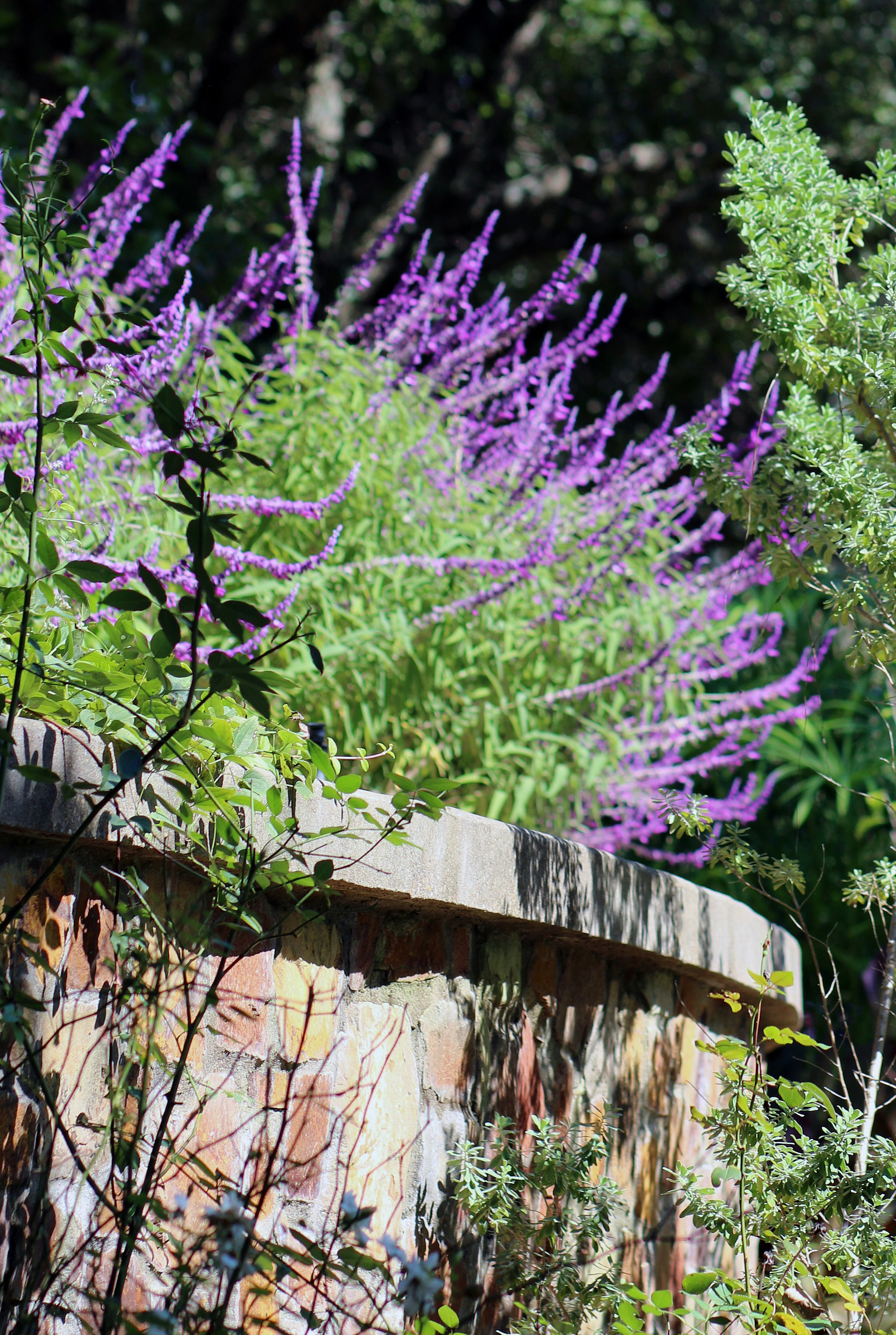 Lavender Rise Over a Weathered Wall