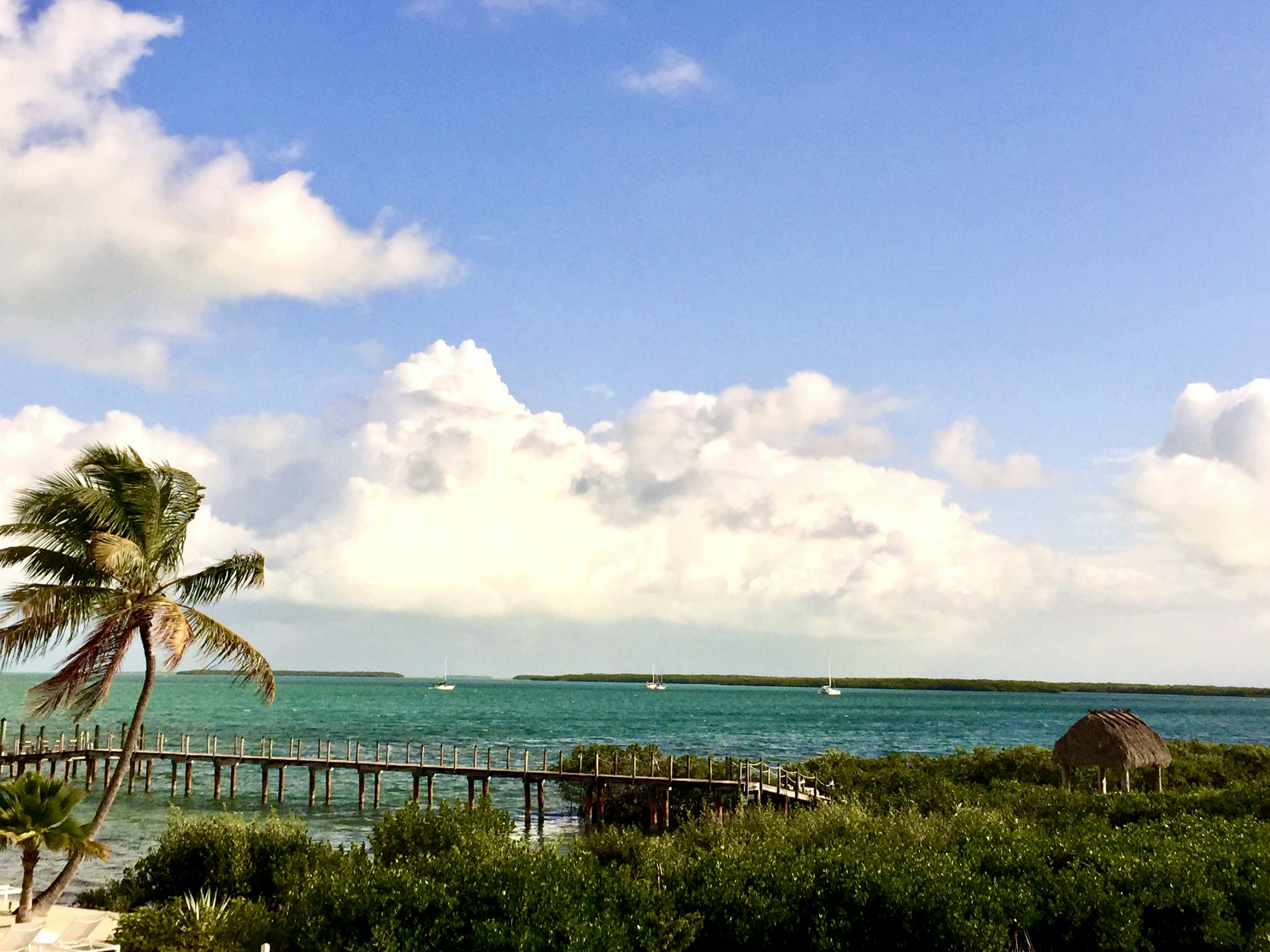 Palm, Pier, and Sea: A Coastal Quietude