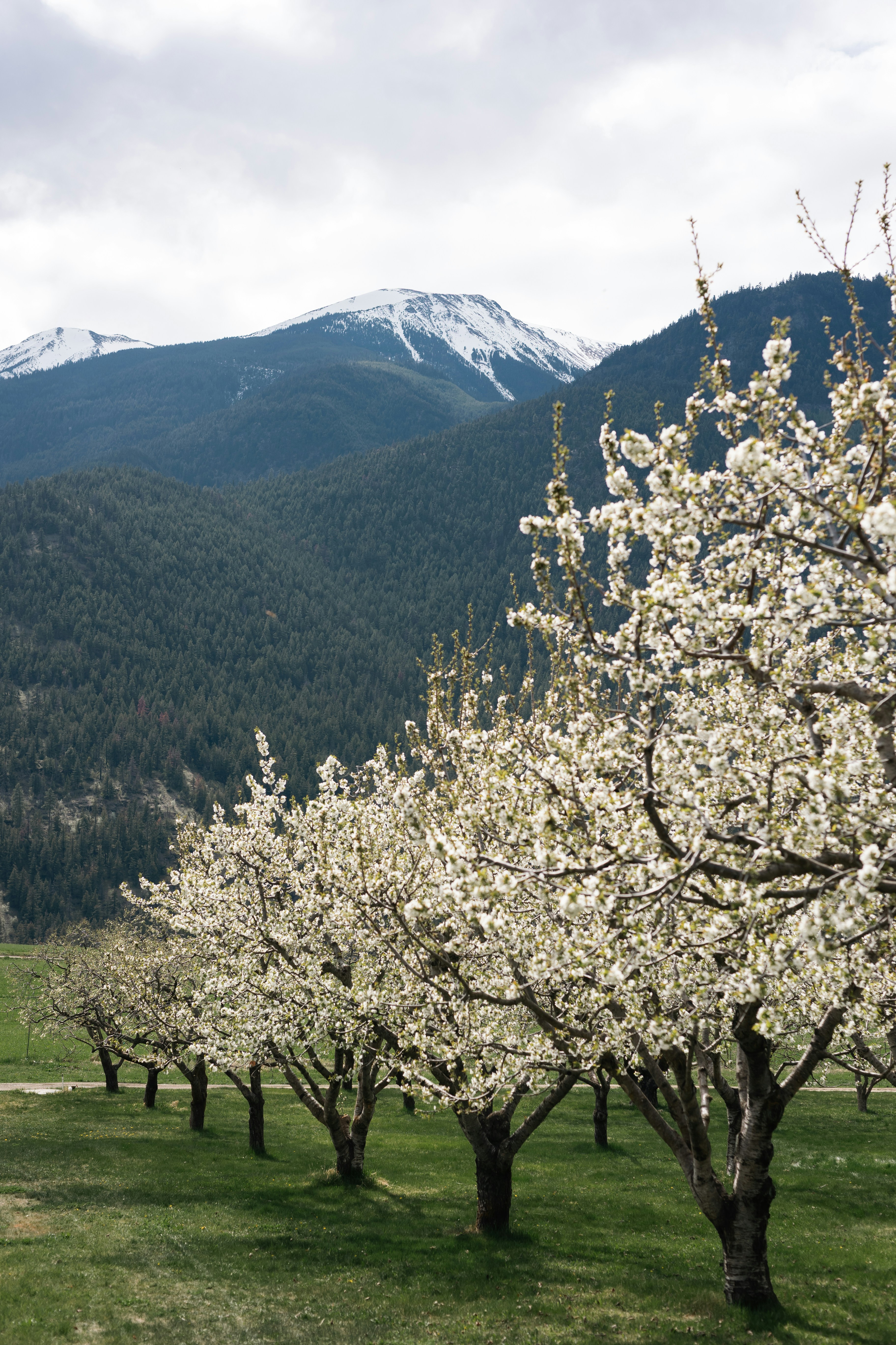 Blossoms Against Alpine Edge
