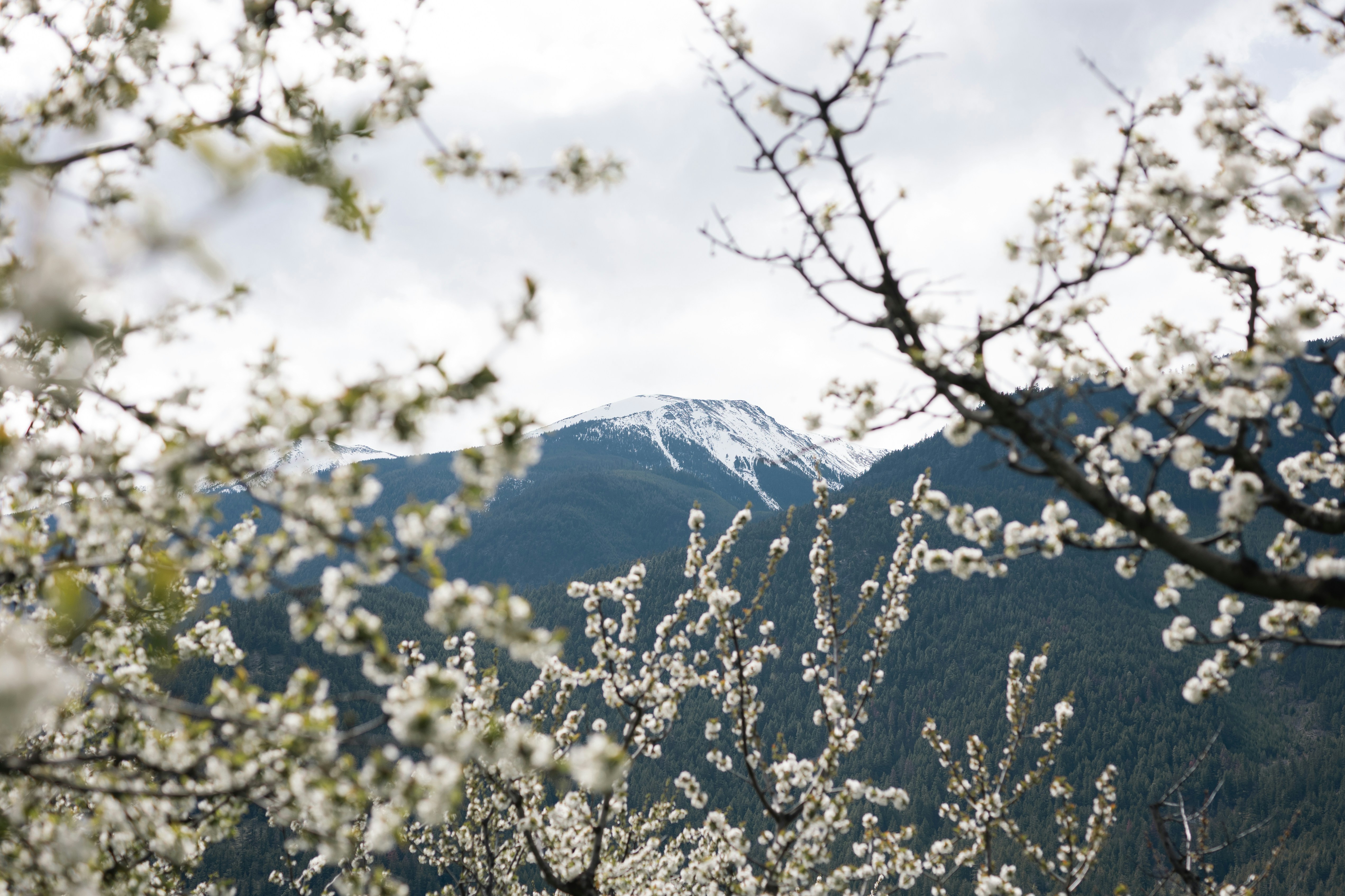 Snow-capped Peak Framed by Blooming Branches