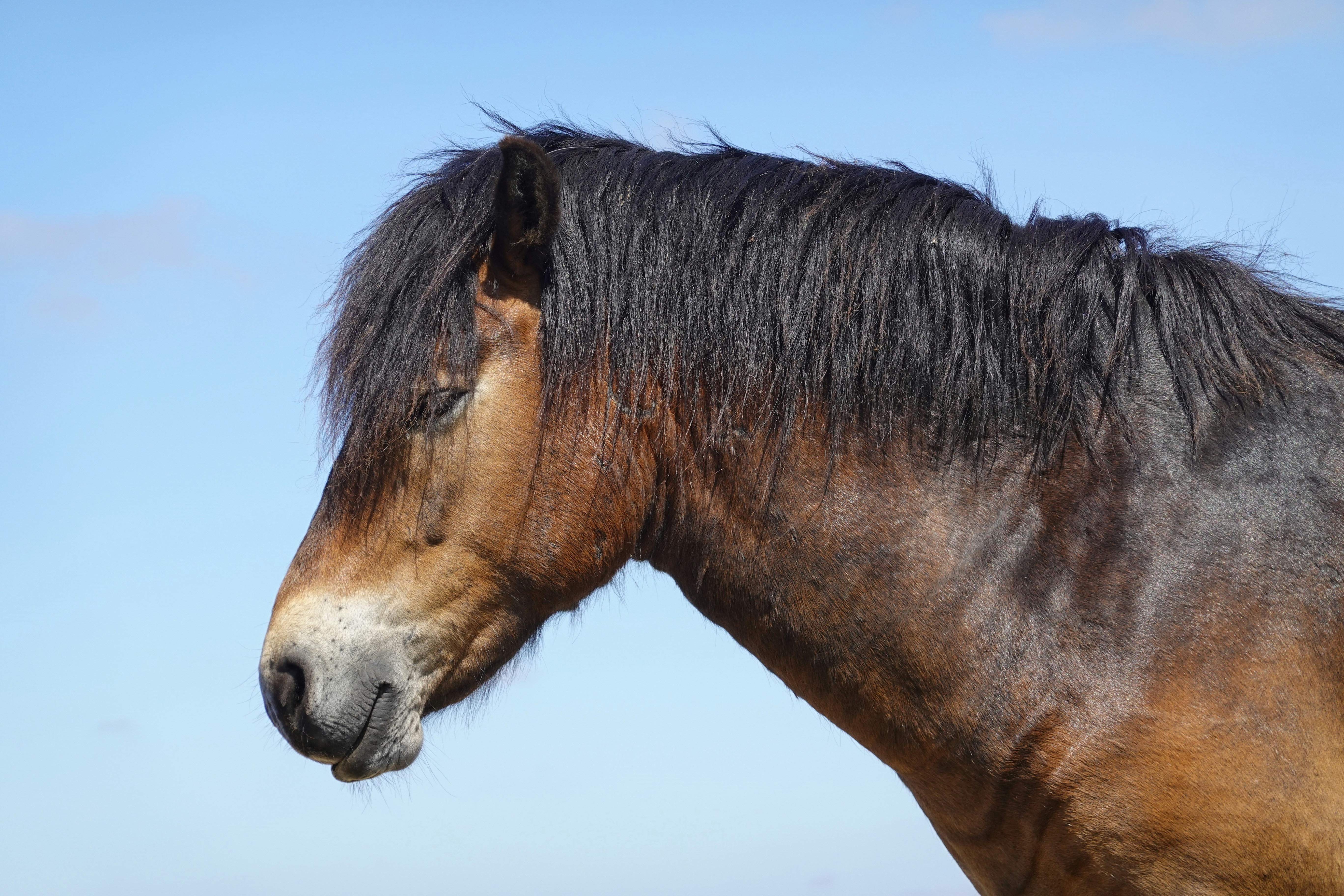 Golden Mane in Profile Against a Clear Sky