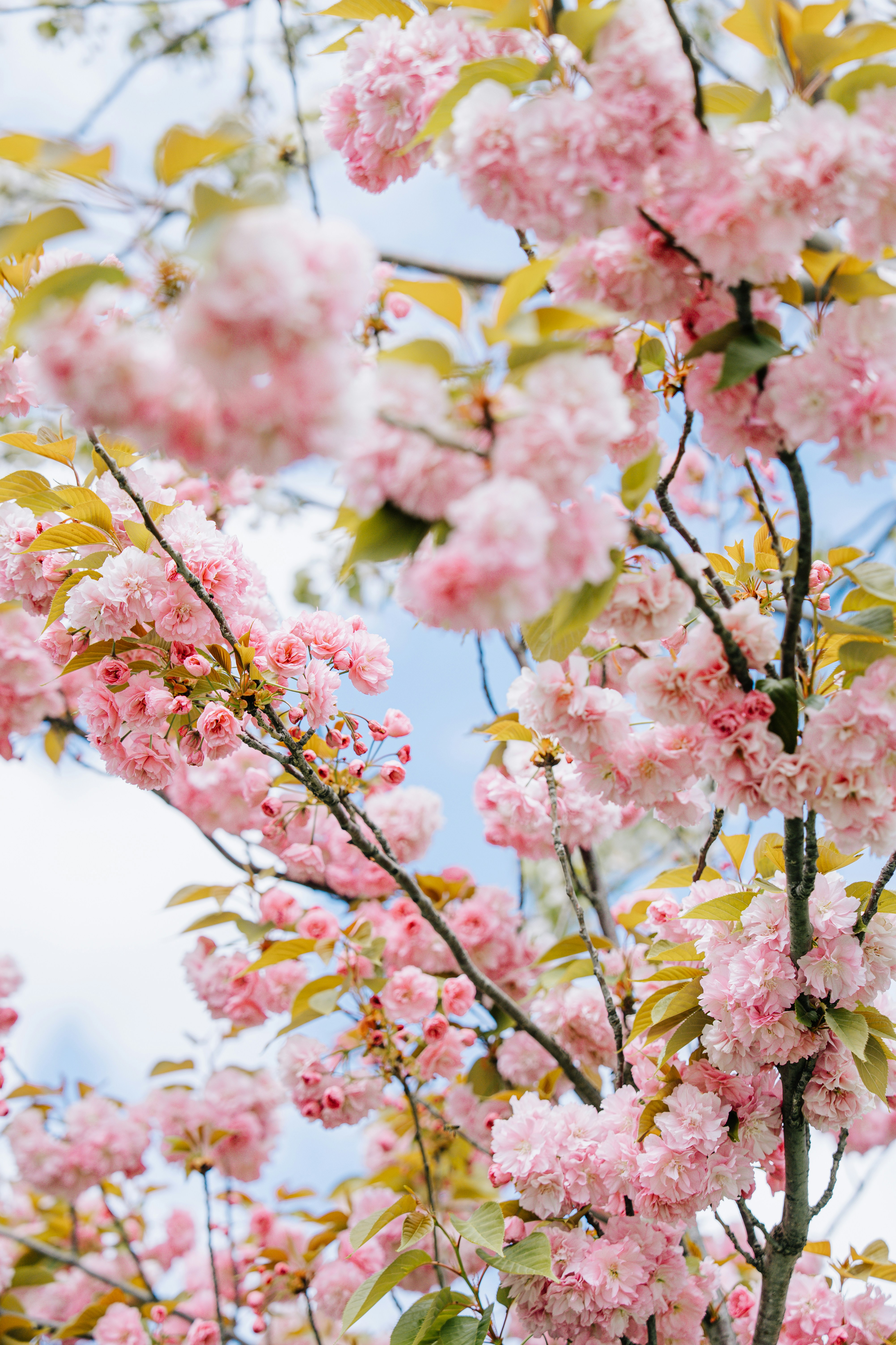 Blush Bloom canopy: a cascade of cherry blossoms against a bright sky
