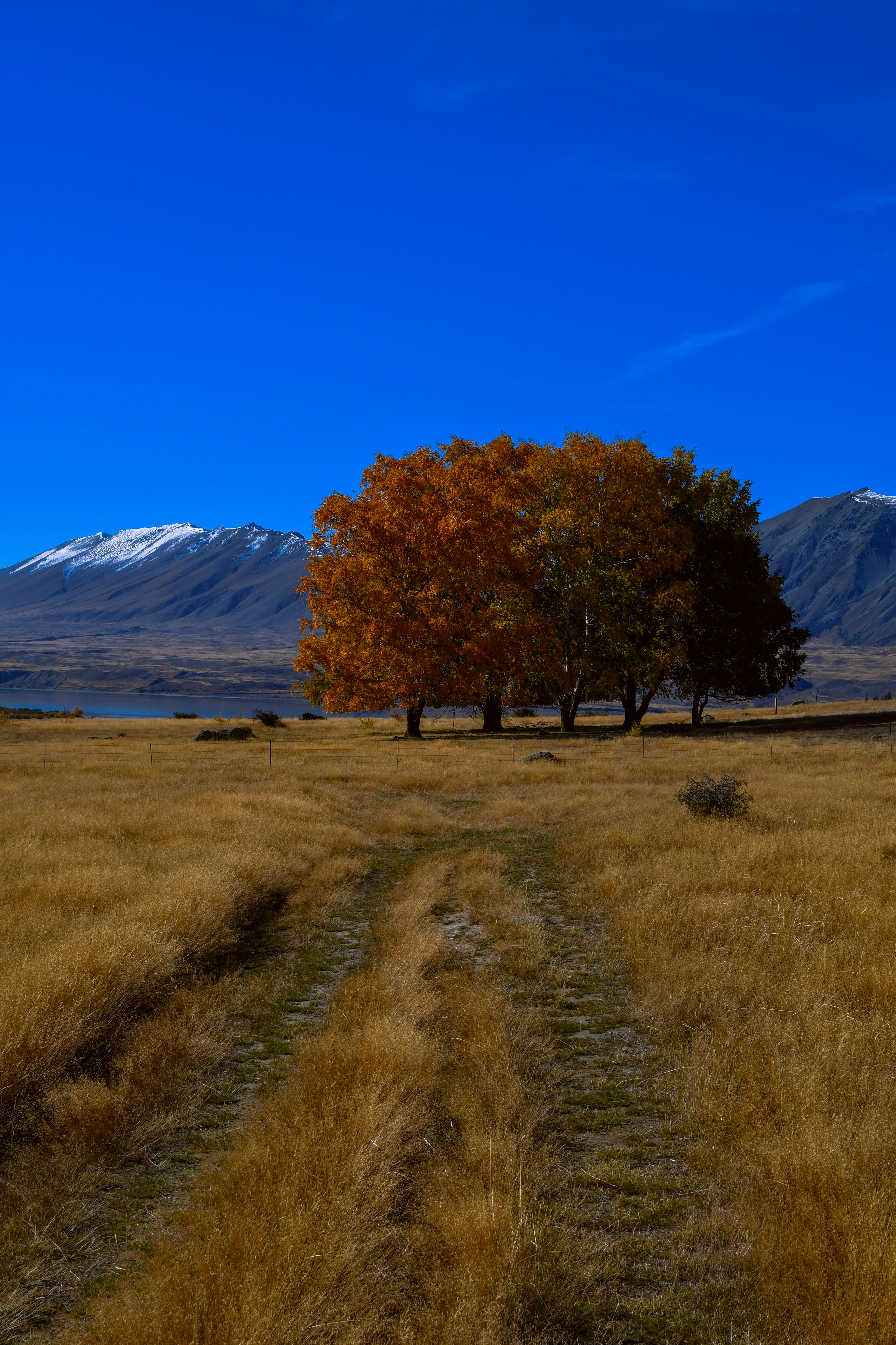Autumn Grove Over a Golden Tundra