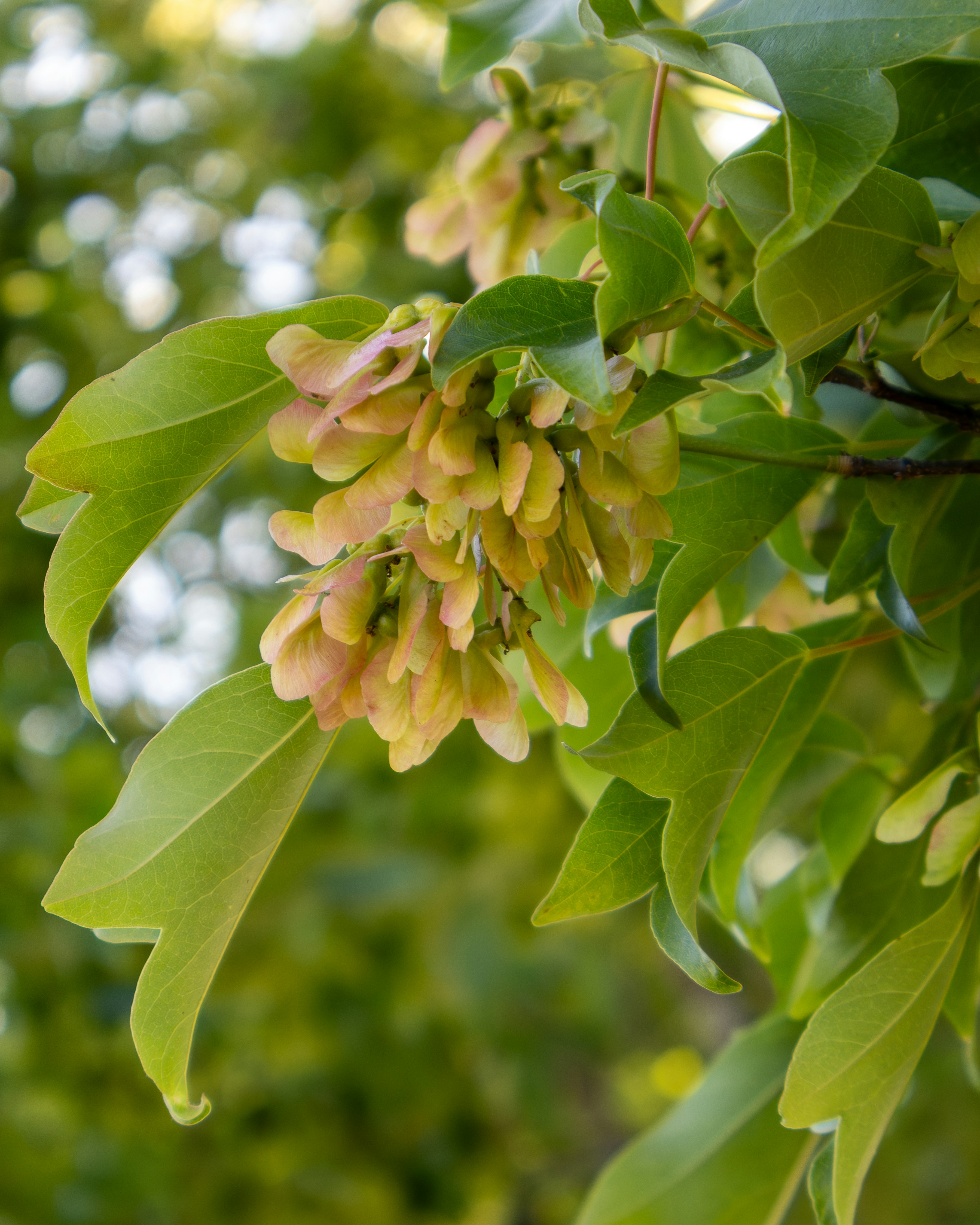 Golden-clustered seeds among fresh green leaves