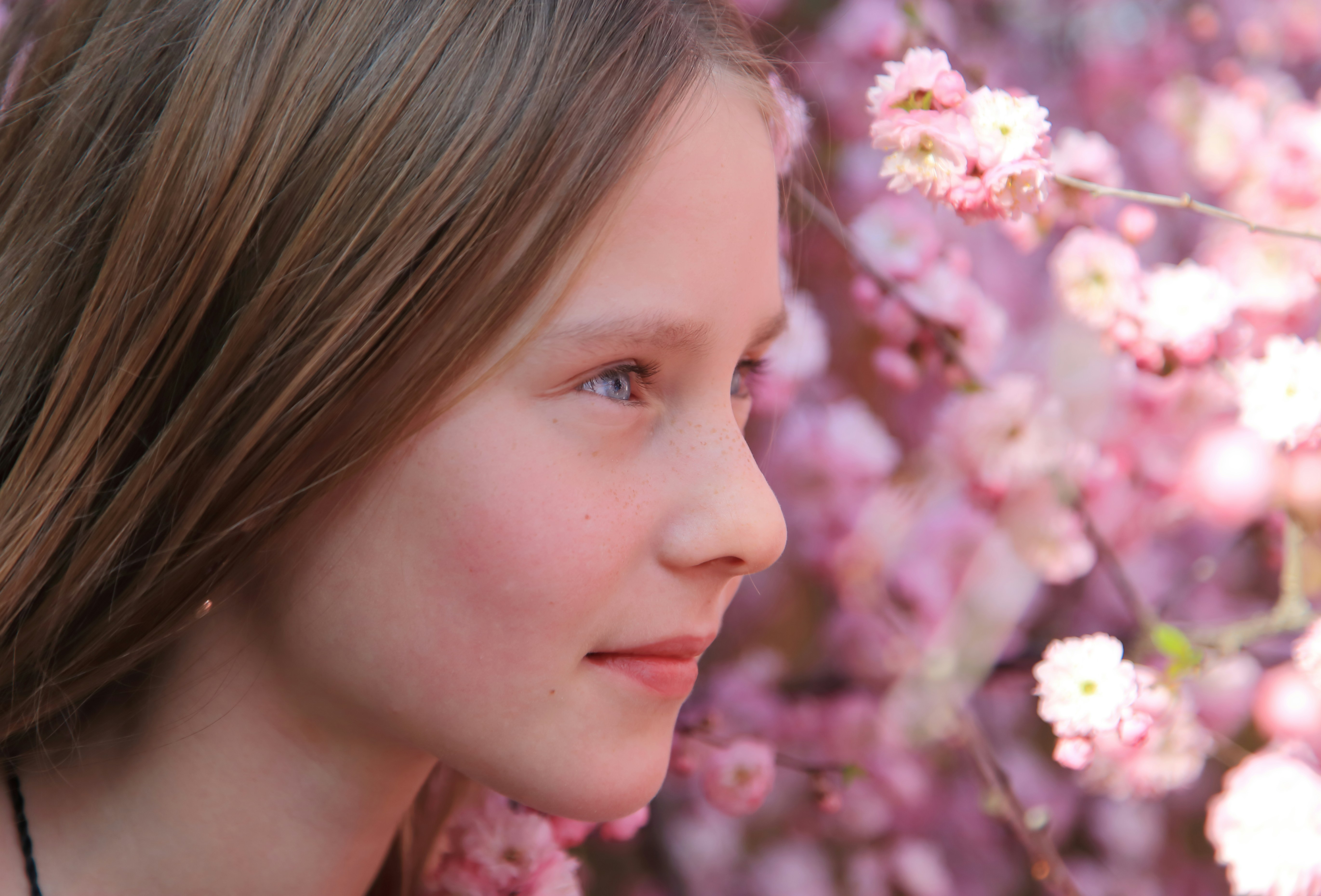 Soft-gaze Portrait Amid Cherry Blossom Haze