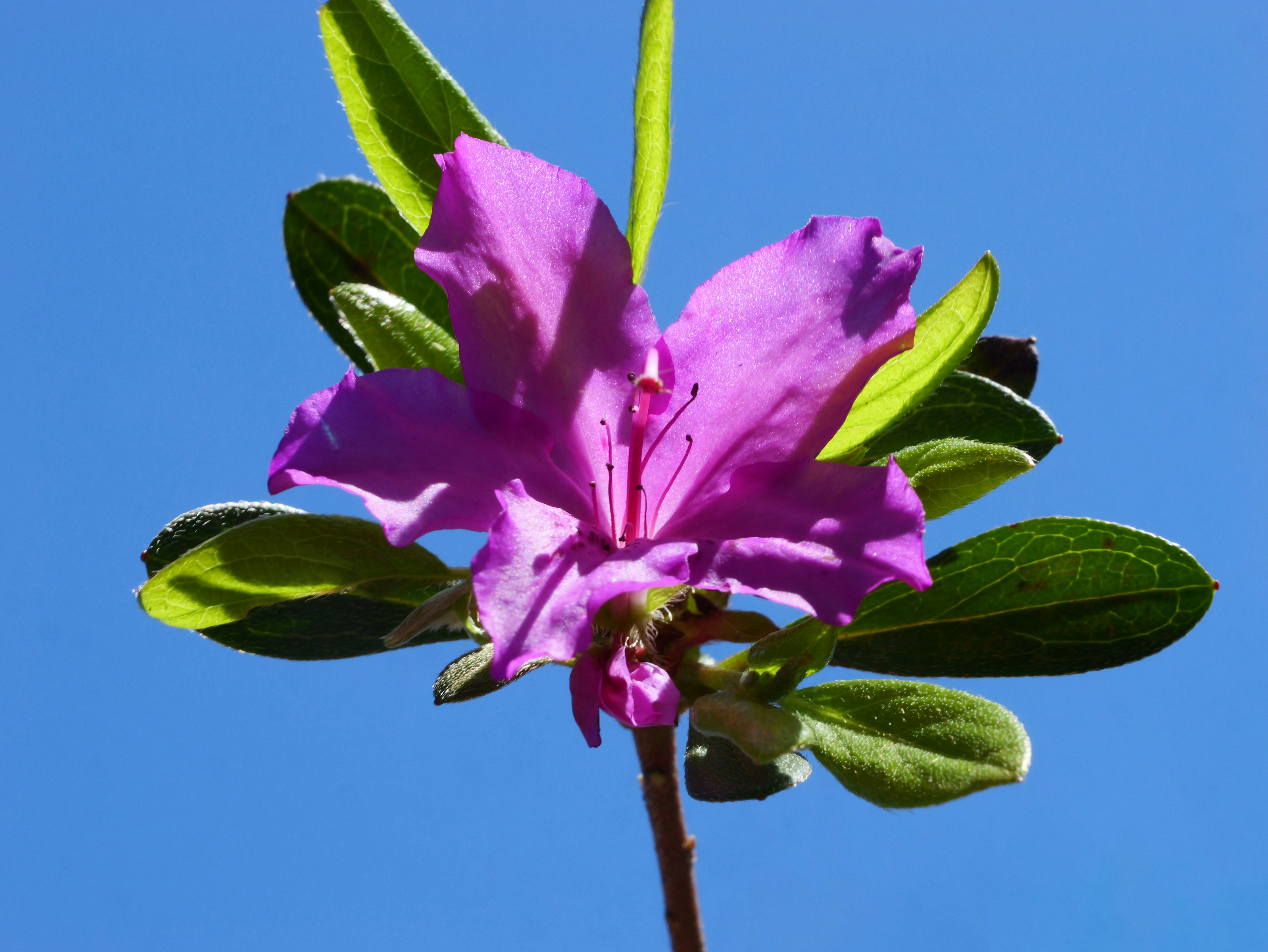 Pink Rhododendron Blossom Against a Clear Blue Sky