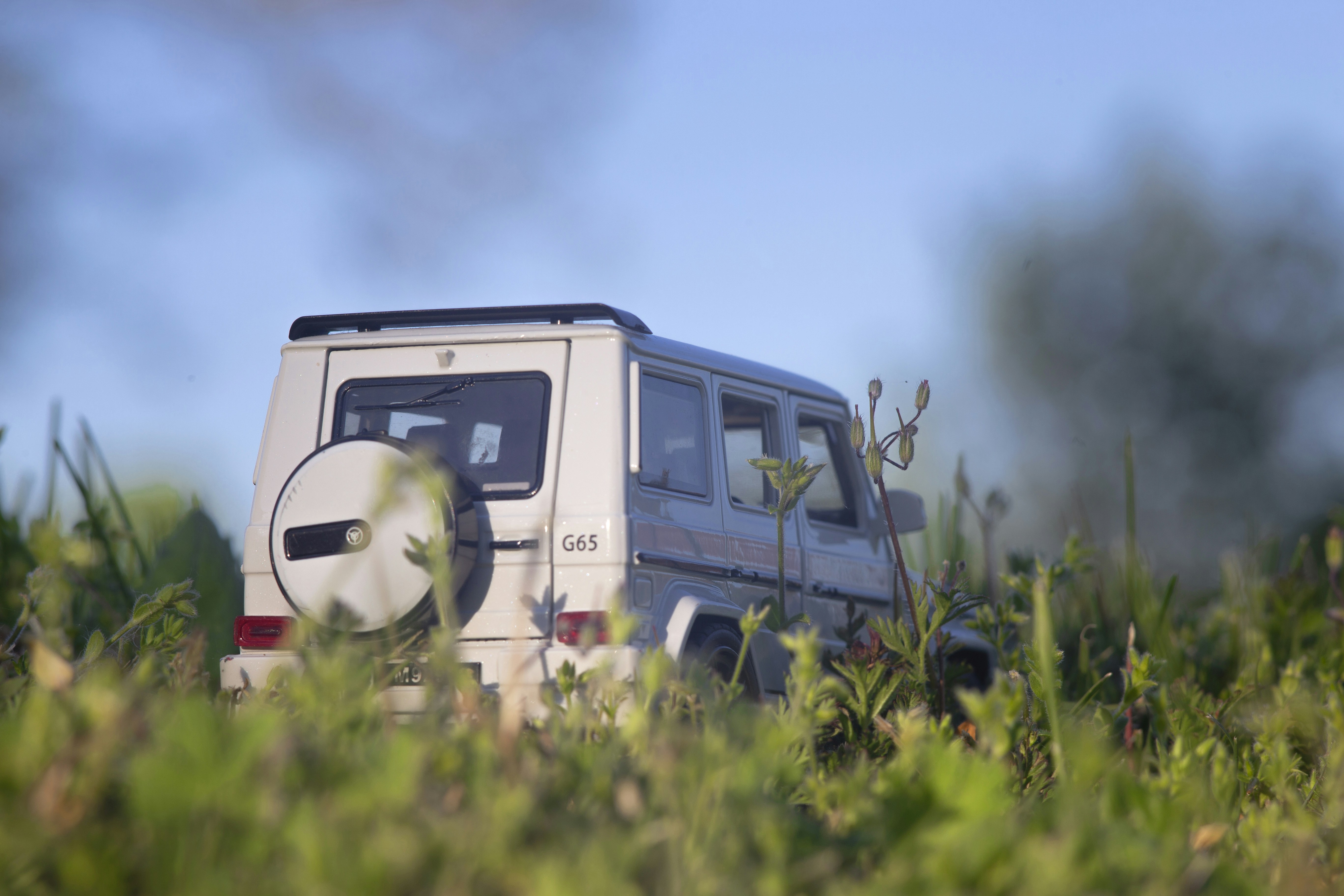 Off-Road Refuge: White SUV Nestled in Golden Plant Life
