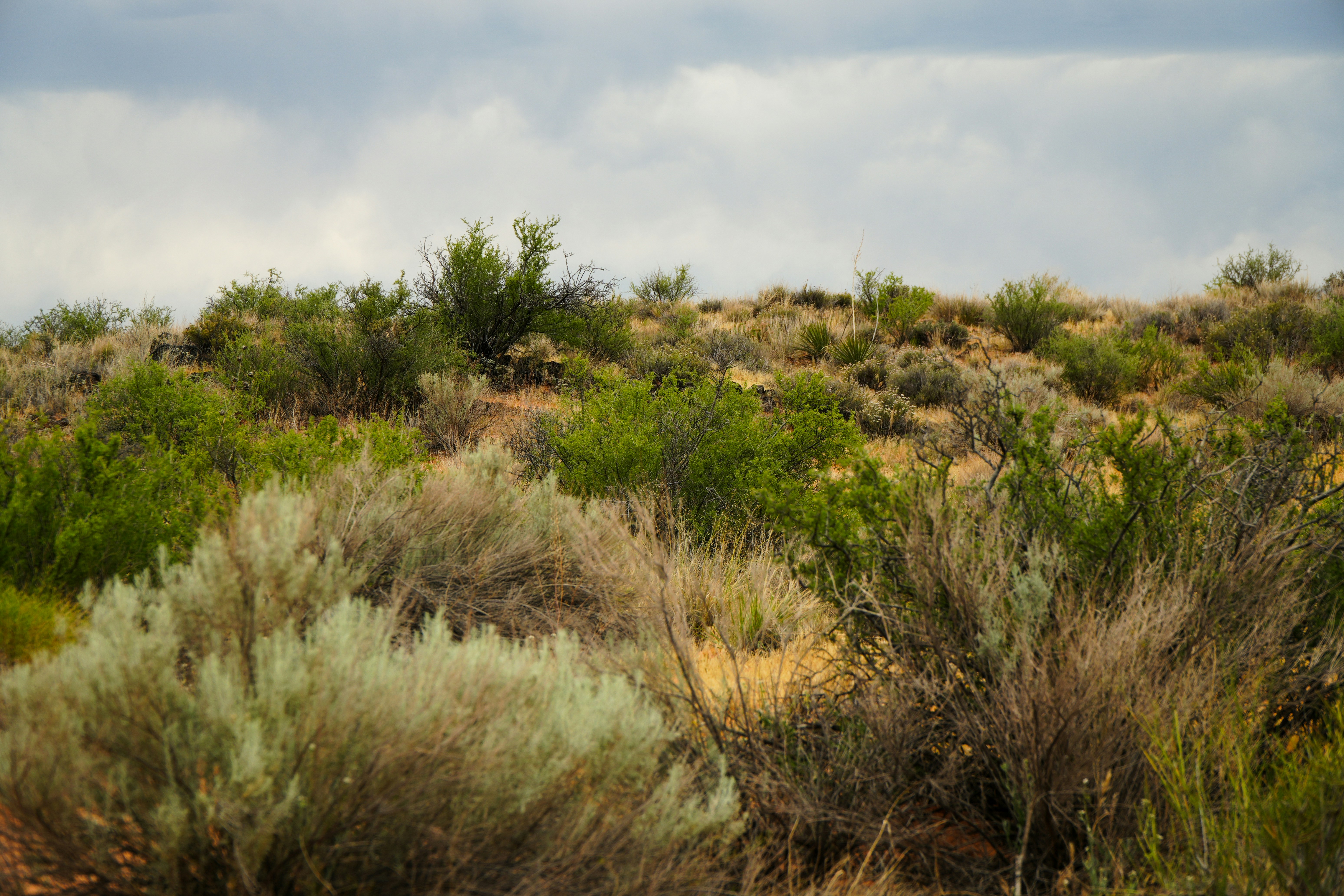 Brushy scrubland under a drifting sky