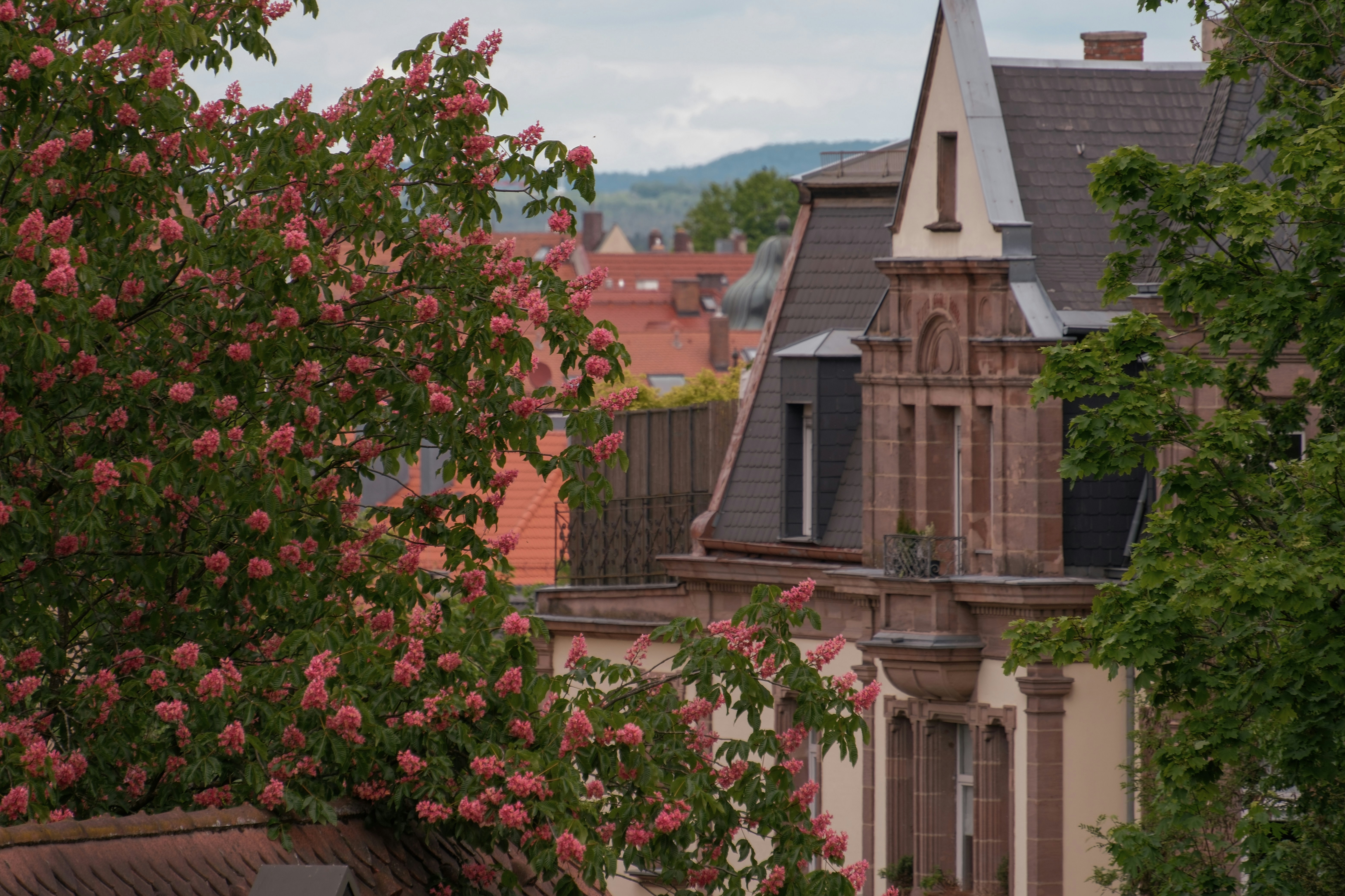 Rooftop Geometry and Blooming Foliage Beyond an Urban Street