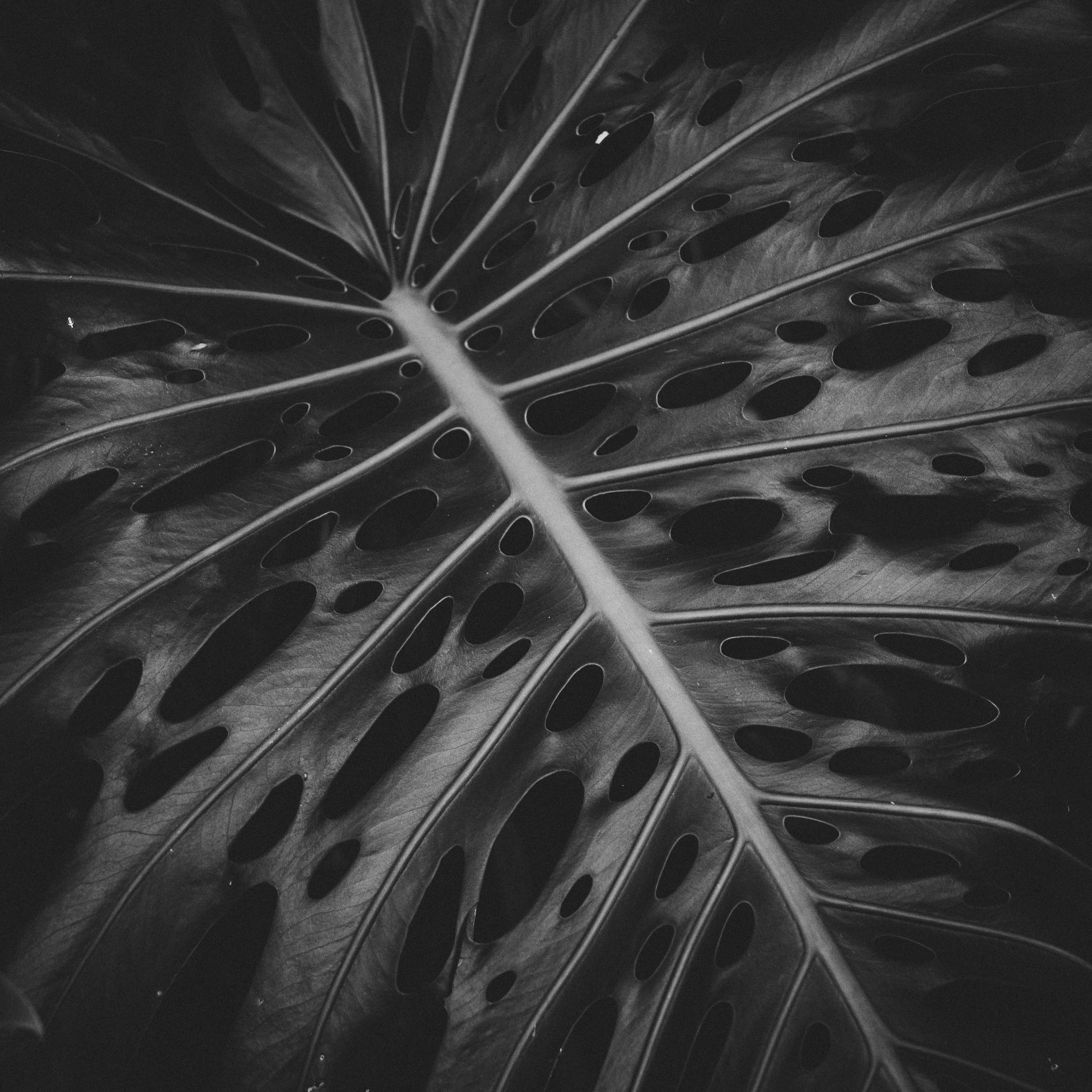 Monochrome Leaf Veins: Centered Pathways Through Rain-Soaked Texture