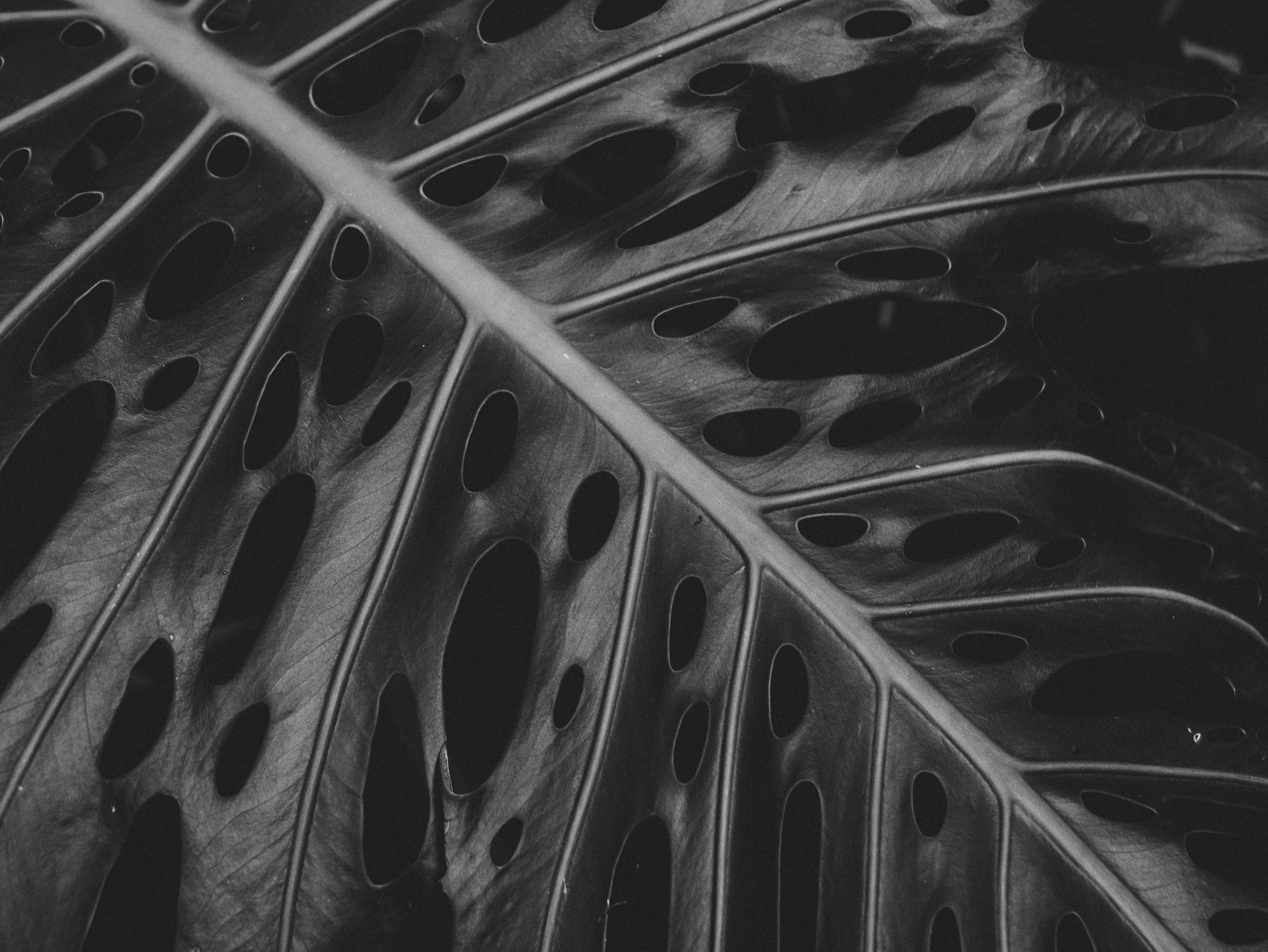 Monochrome Veins: A Close-Up of Textured Leaf Architecture