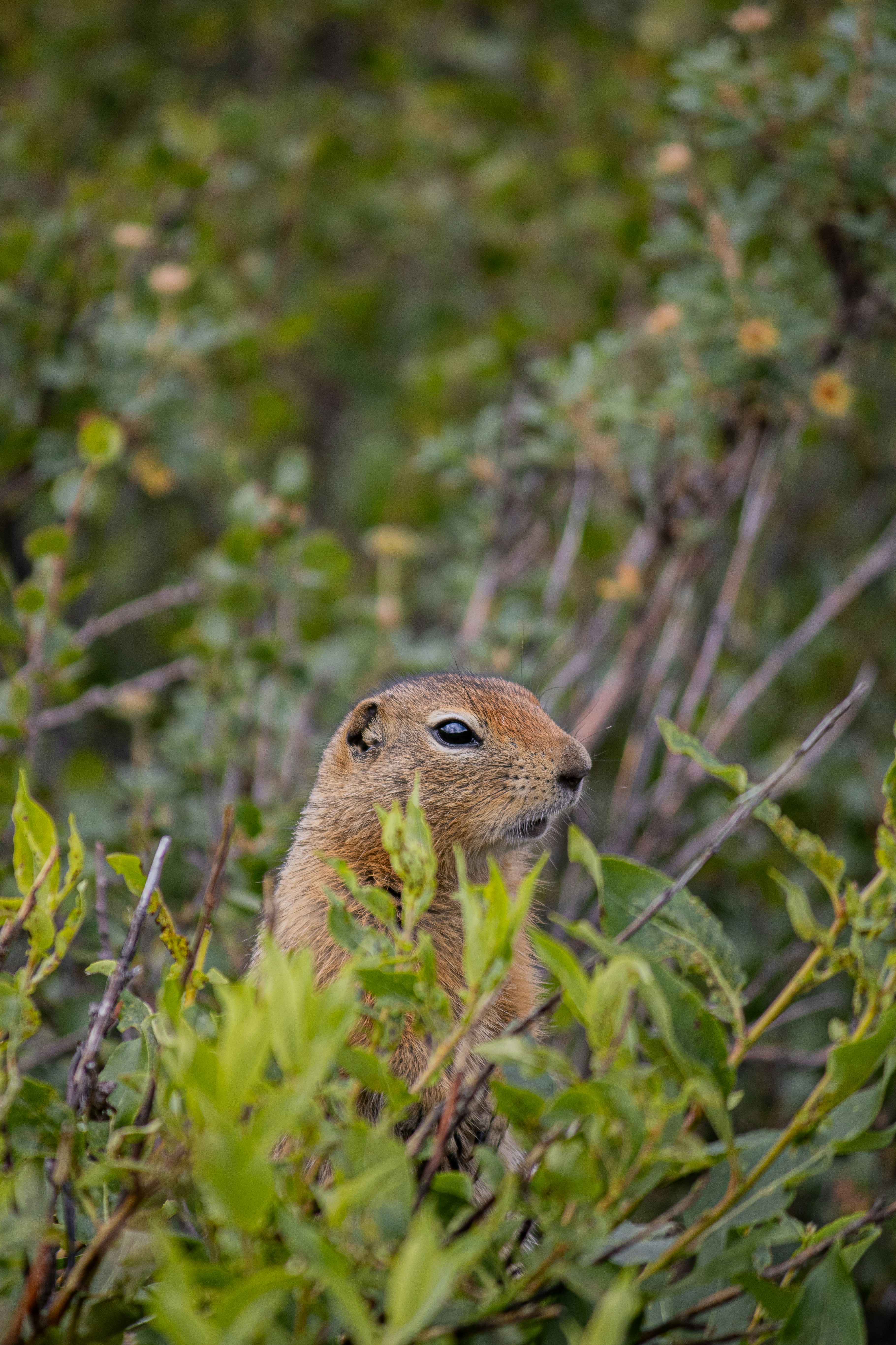 Whiskered Watcher Among Green Tendrils