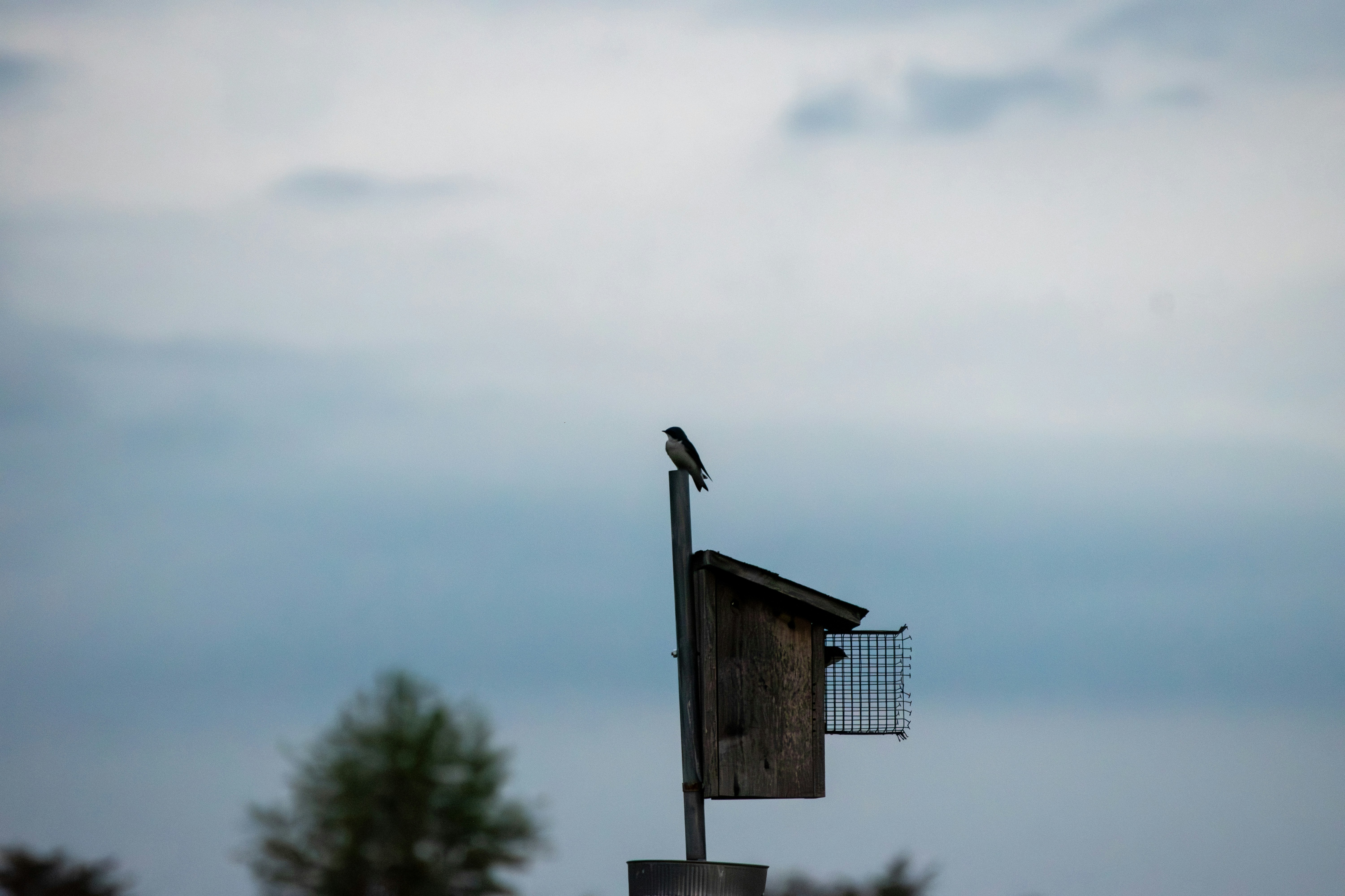 Birdwatcher’s Perch: A Lone Feathered Sentinel Above the Quiet Windowed Box