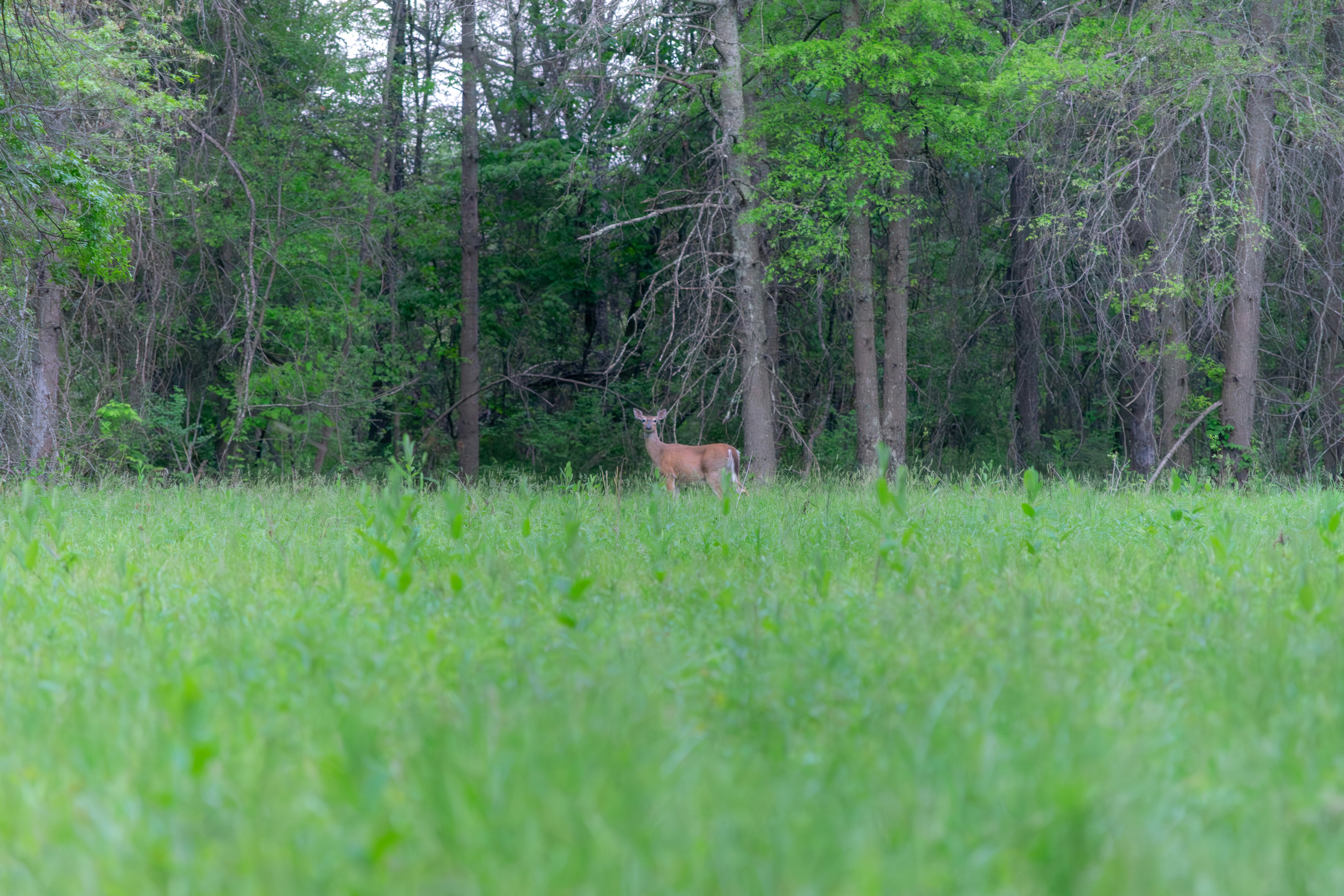 Hidden Visitor at Meadow Edge