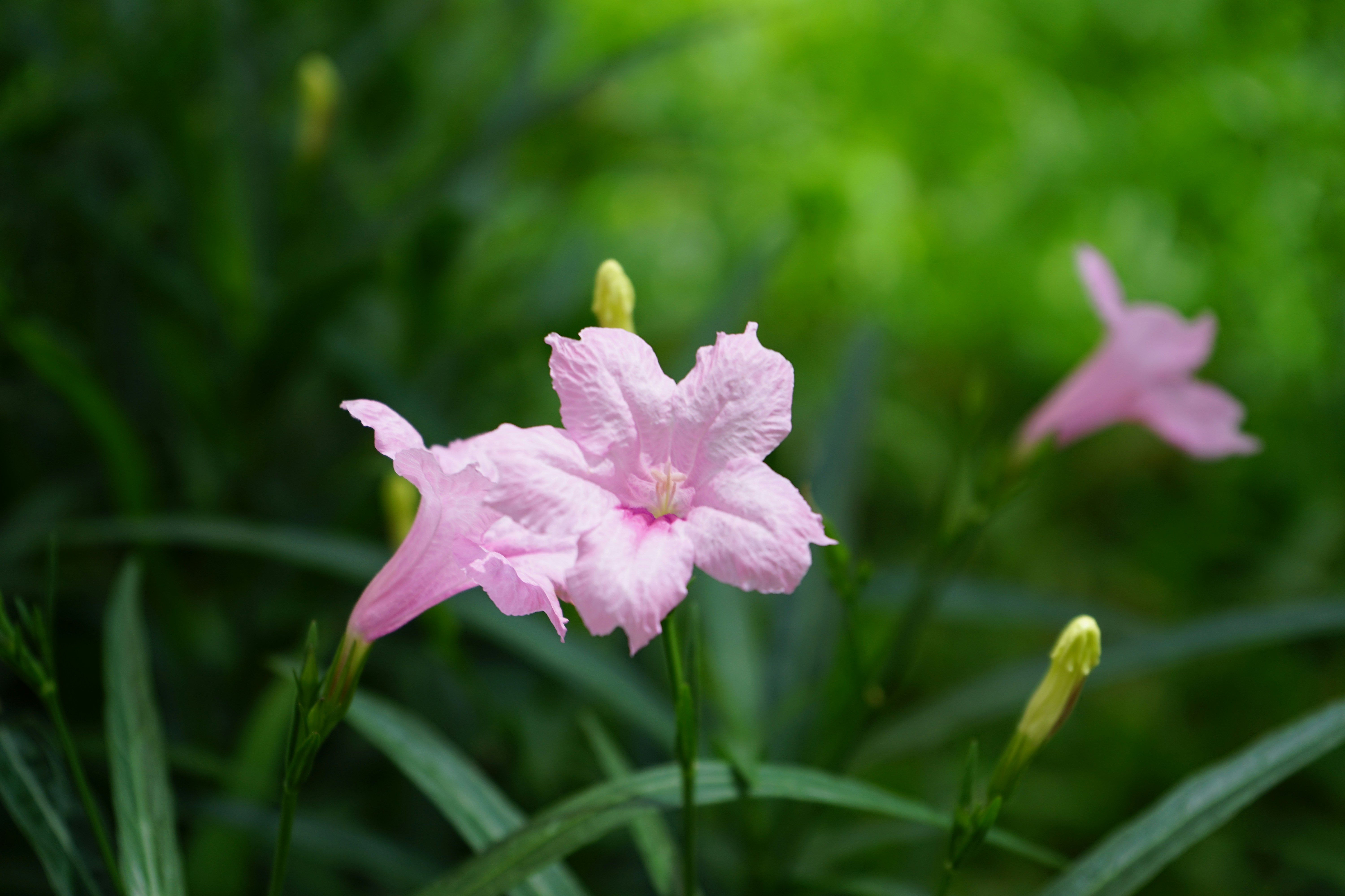Pink trumpet bloom in a sunlit garden bed