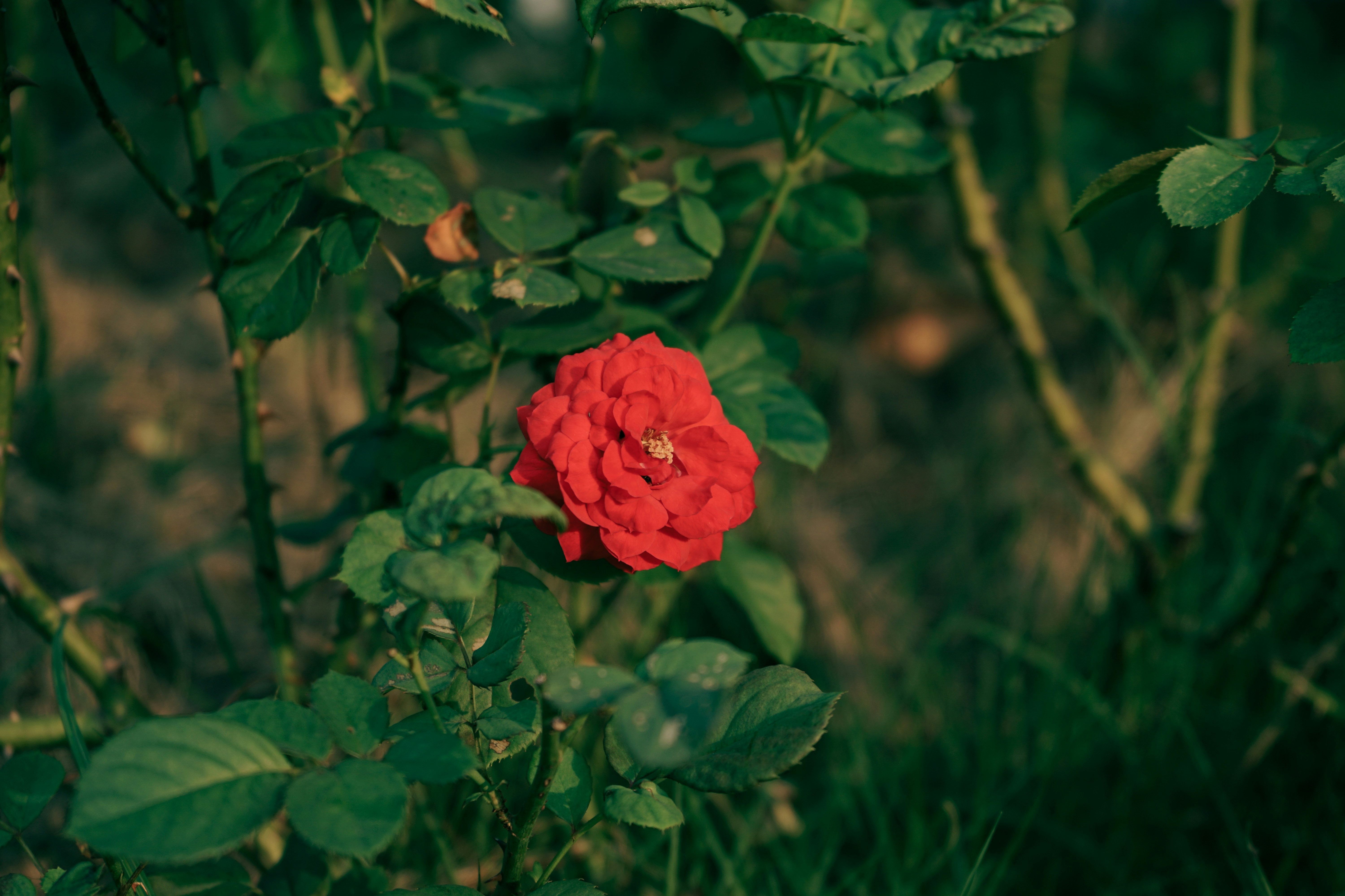 A Red Bloom Among Quiet Greenery