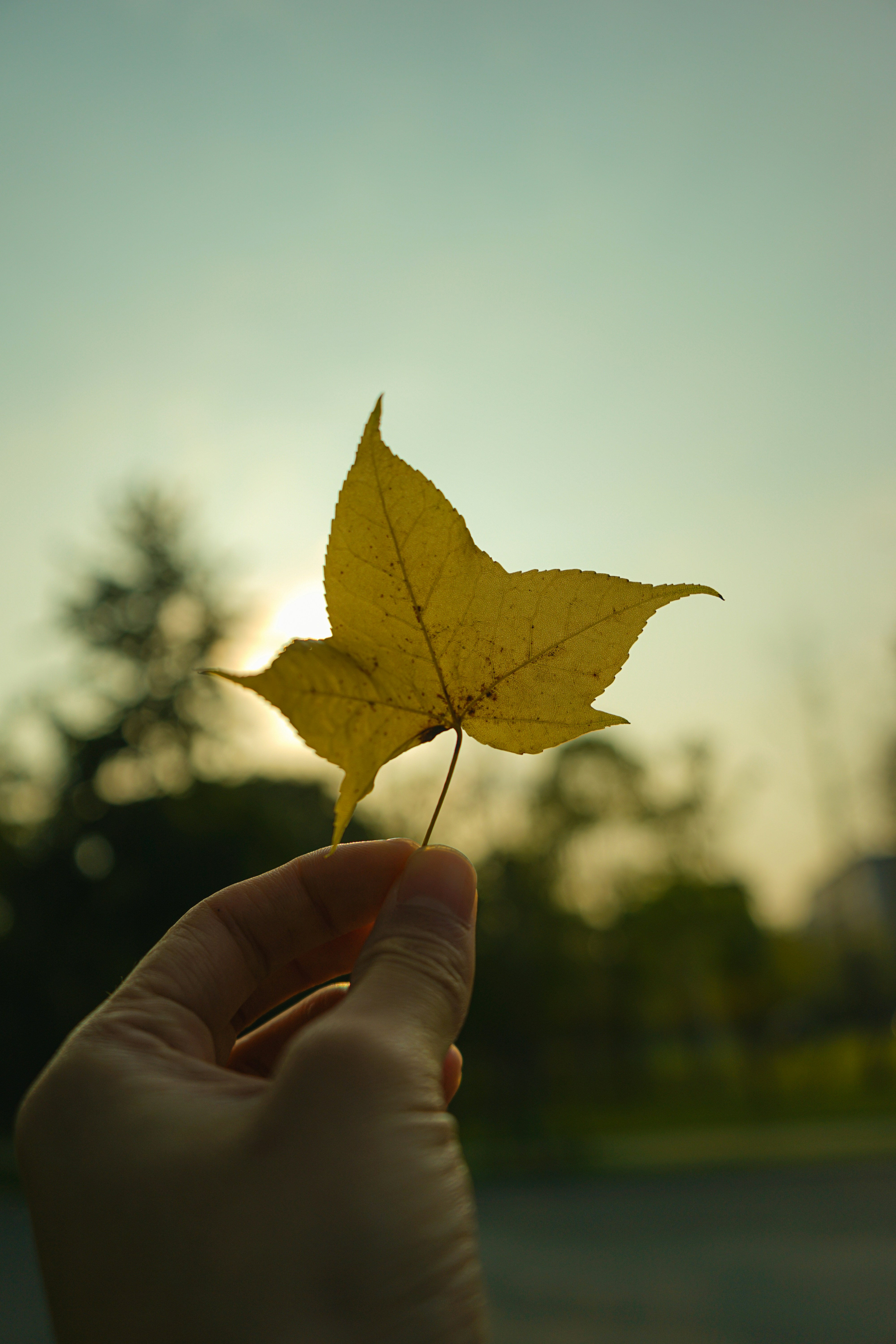 Golden Leaf Spotlight: A Handheld Moment with Backlit Autumn
