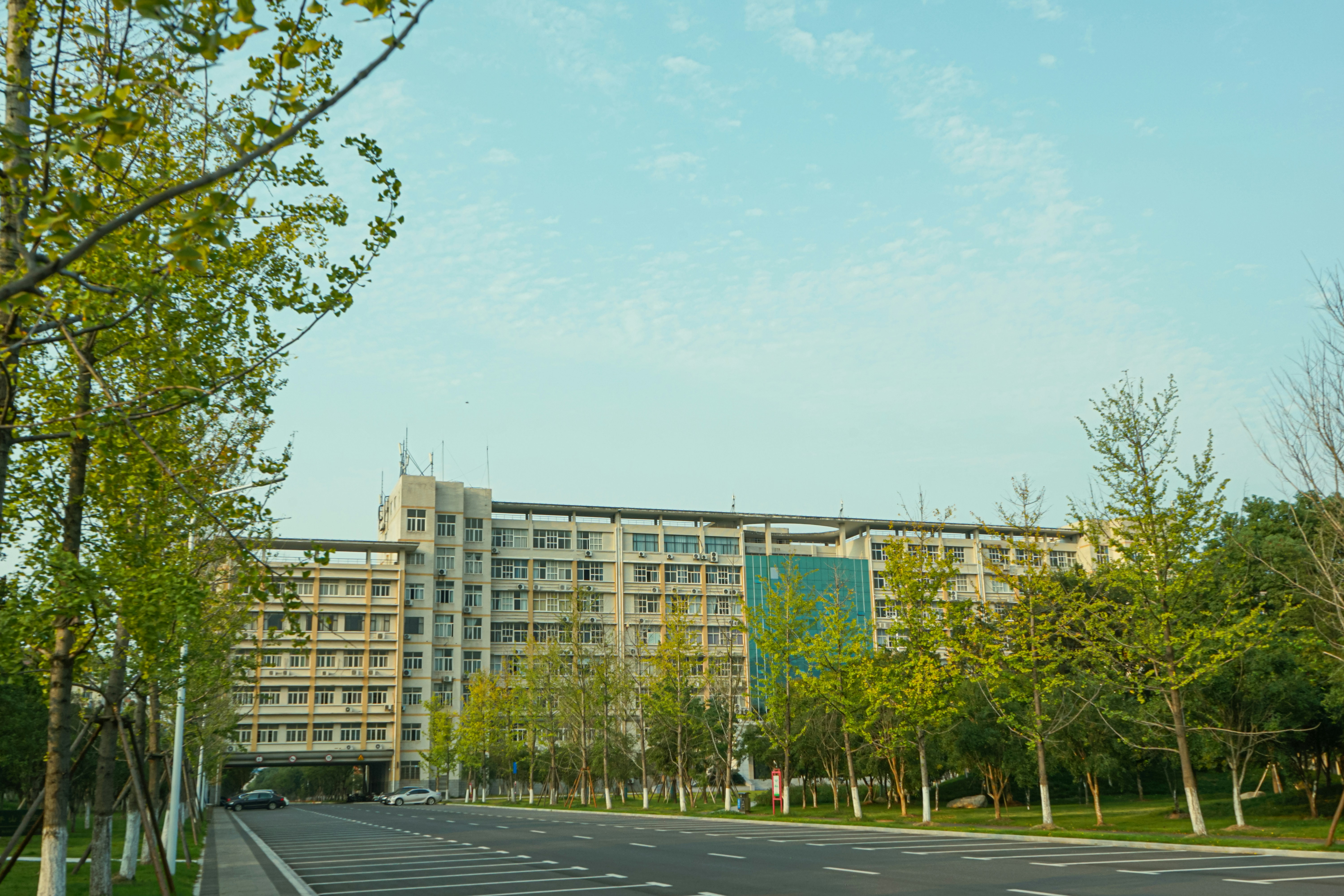 Campus Boulevard: A Quiet Drive Toward the Library