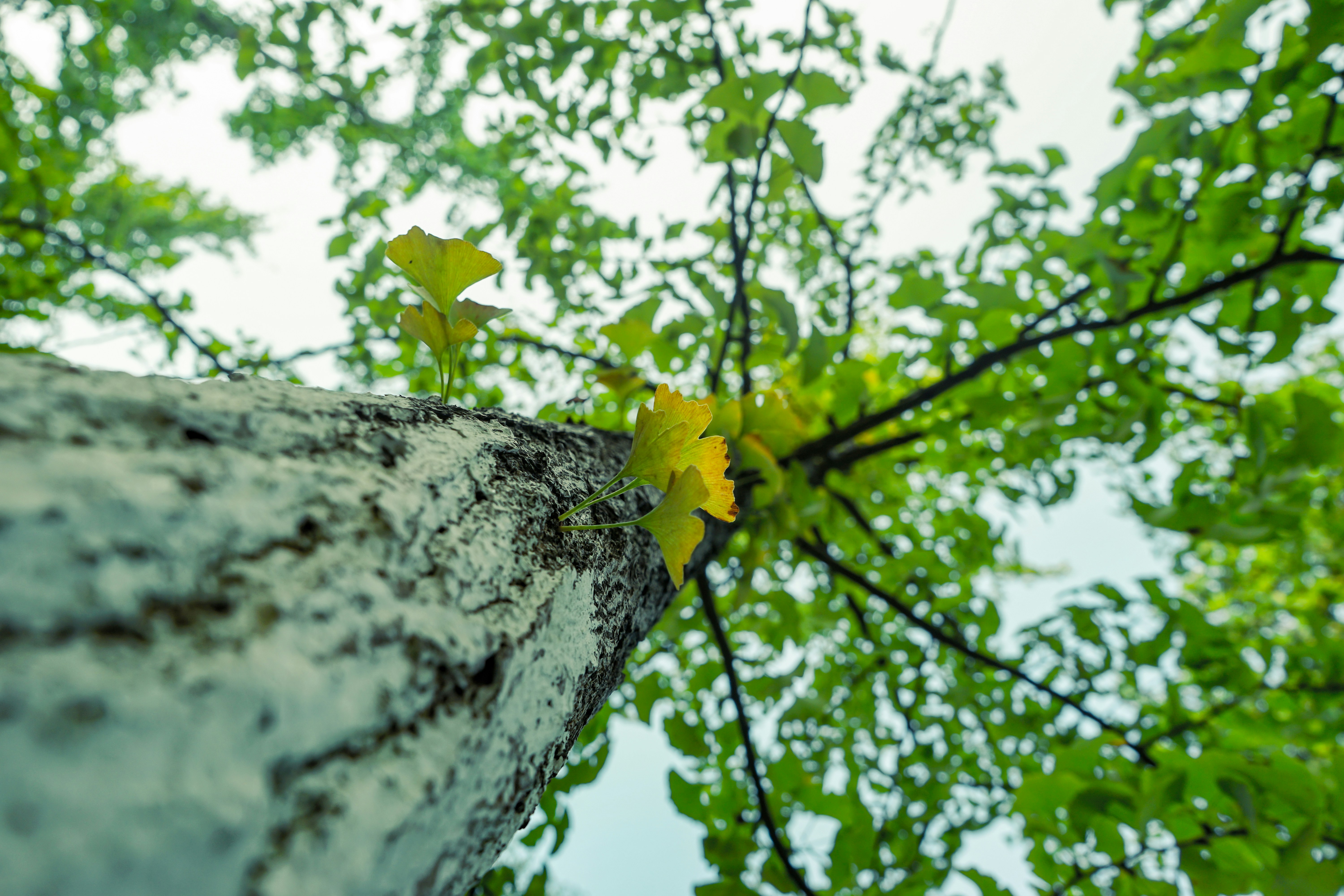 Upward Gaze: A Skeletal Trunk Reaching Toward Dappled Canopy
