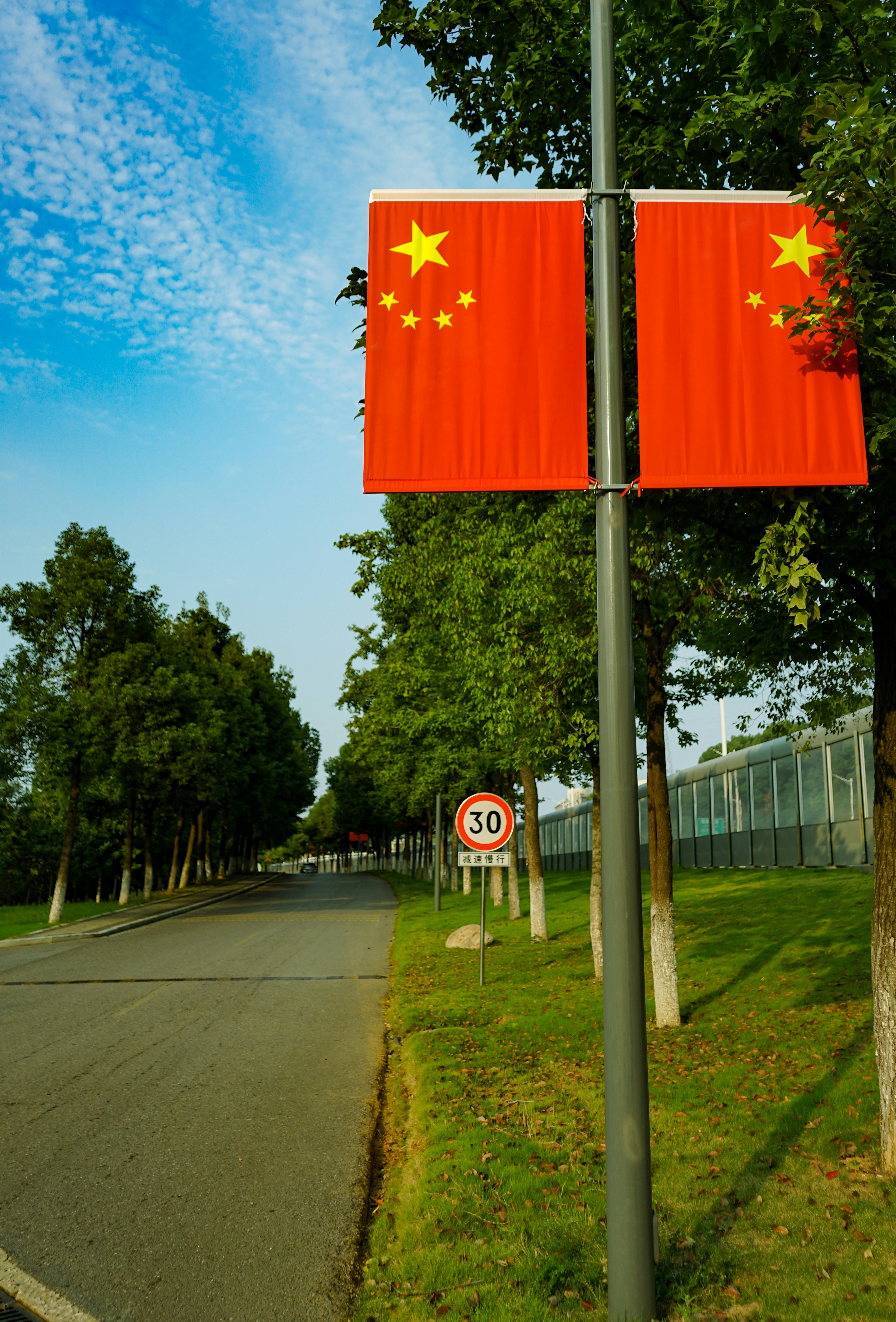 Crimson banners Among Green Canopy on a Quiet Street