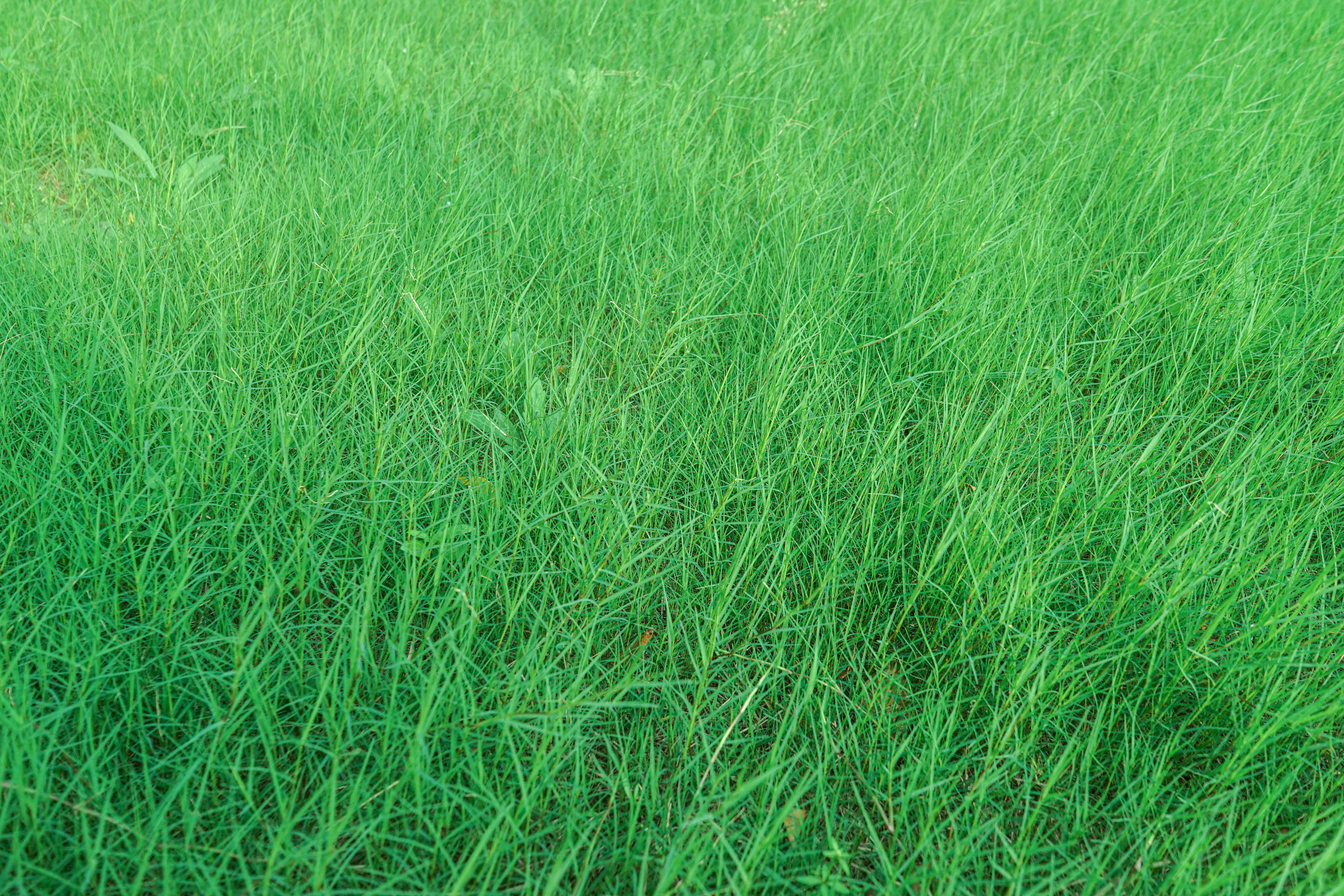 Emerald Field: Close-Up on Fresh Grass Blades