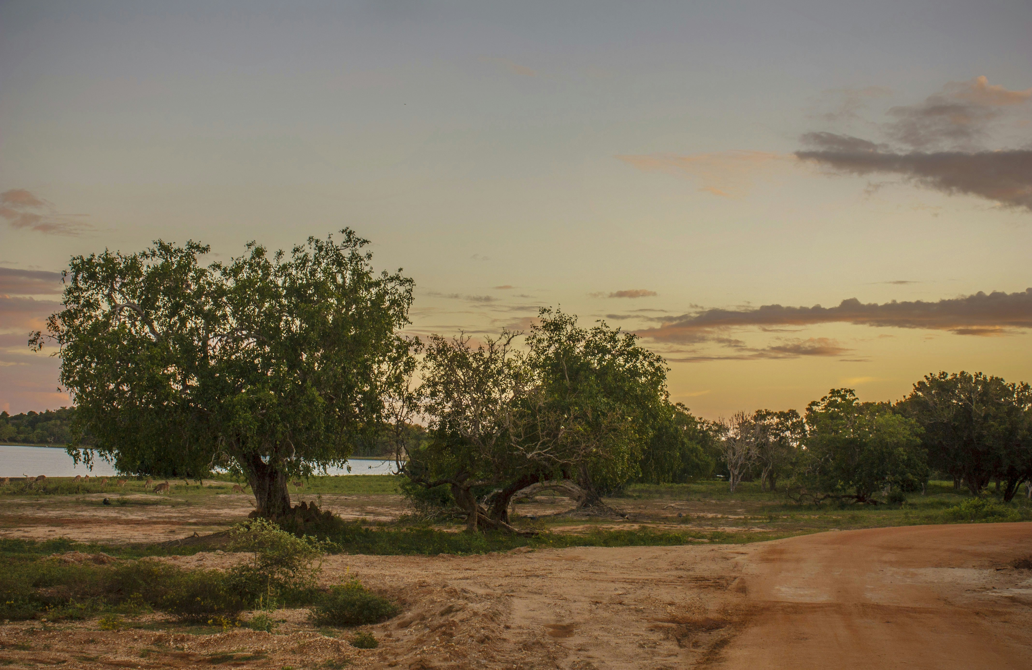 Dusty Road Through a Quiet Tree Line at Sunset