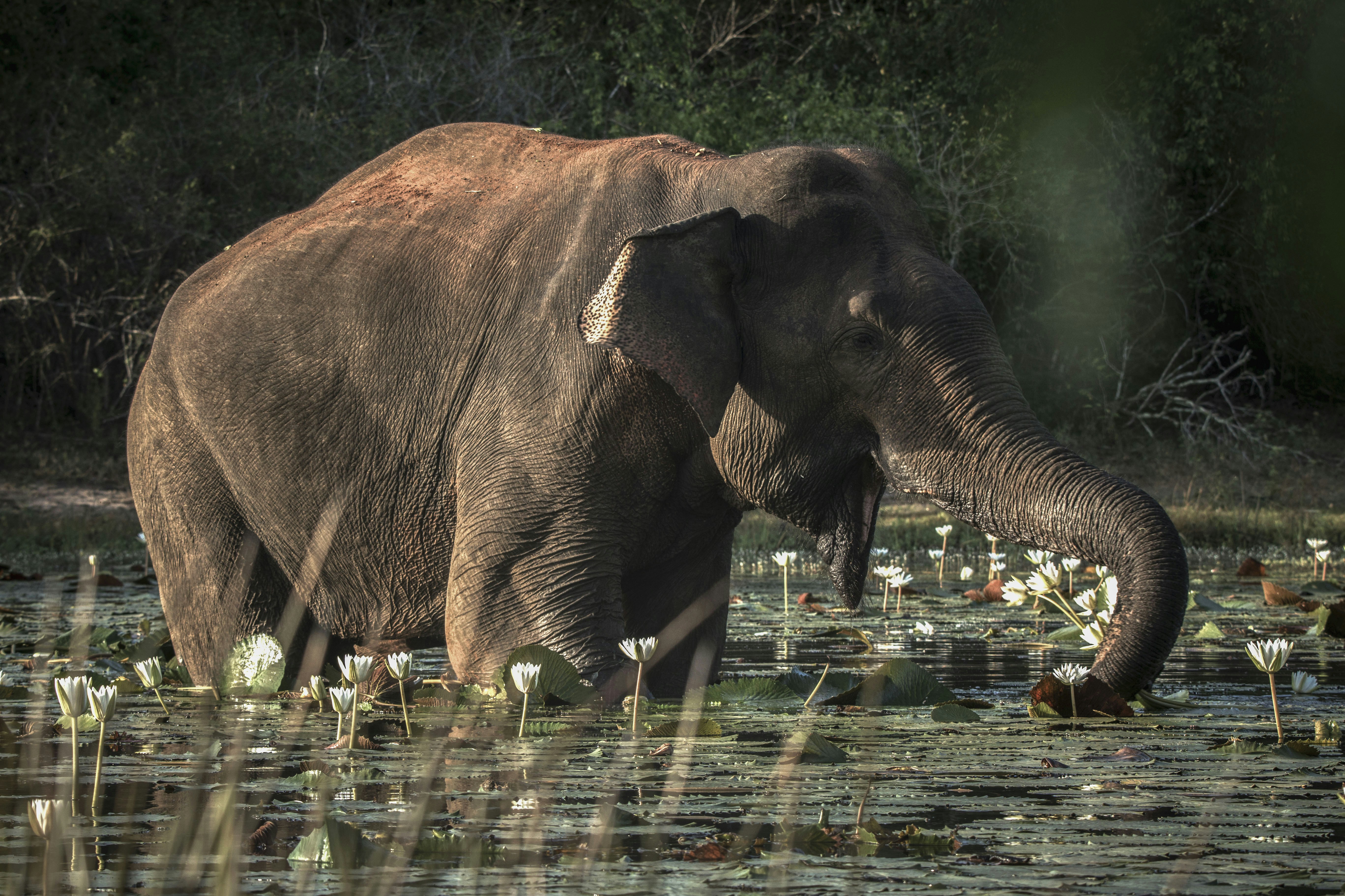 Majestic Elephant in the Lotus-Choked Waters