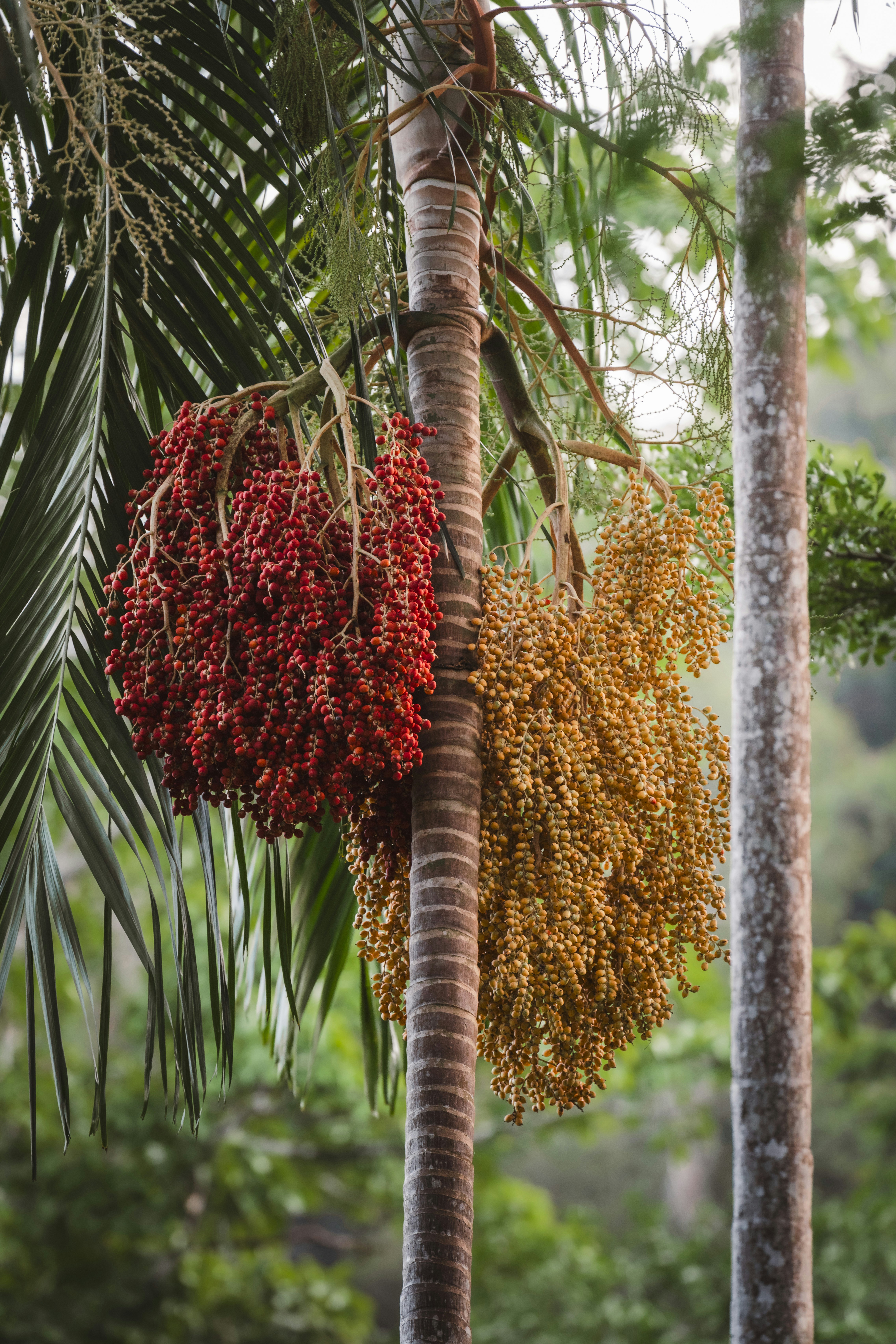 Two Bunches of Ripe Fruit Clinging to a Palm Trunk