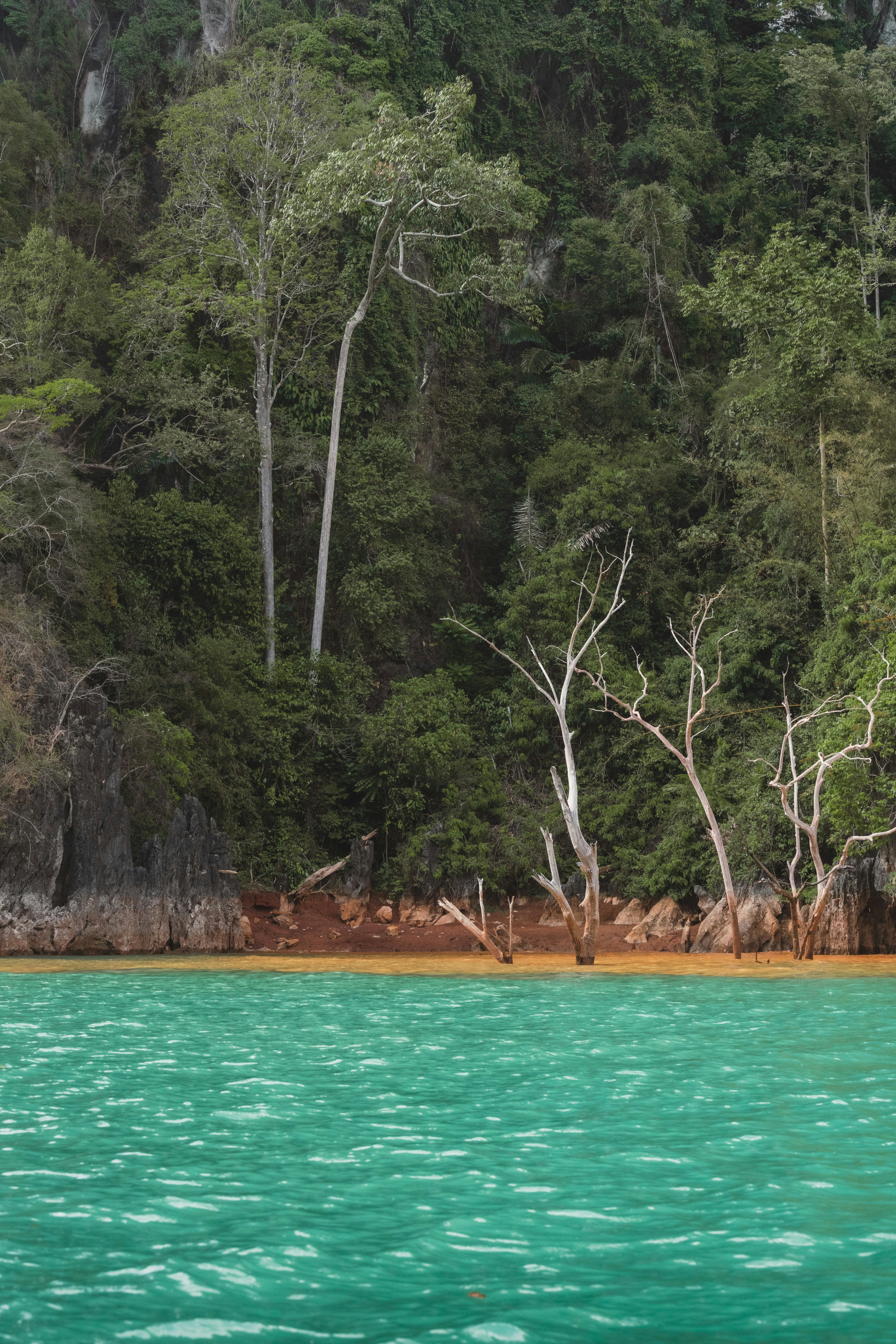 Emerald waters meet a forest shoreline with weathered trees