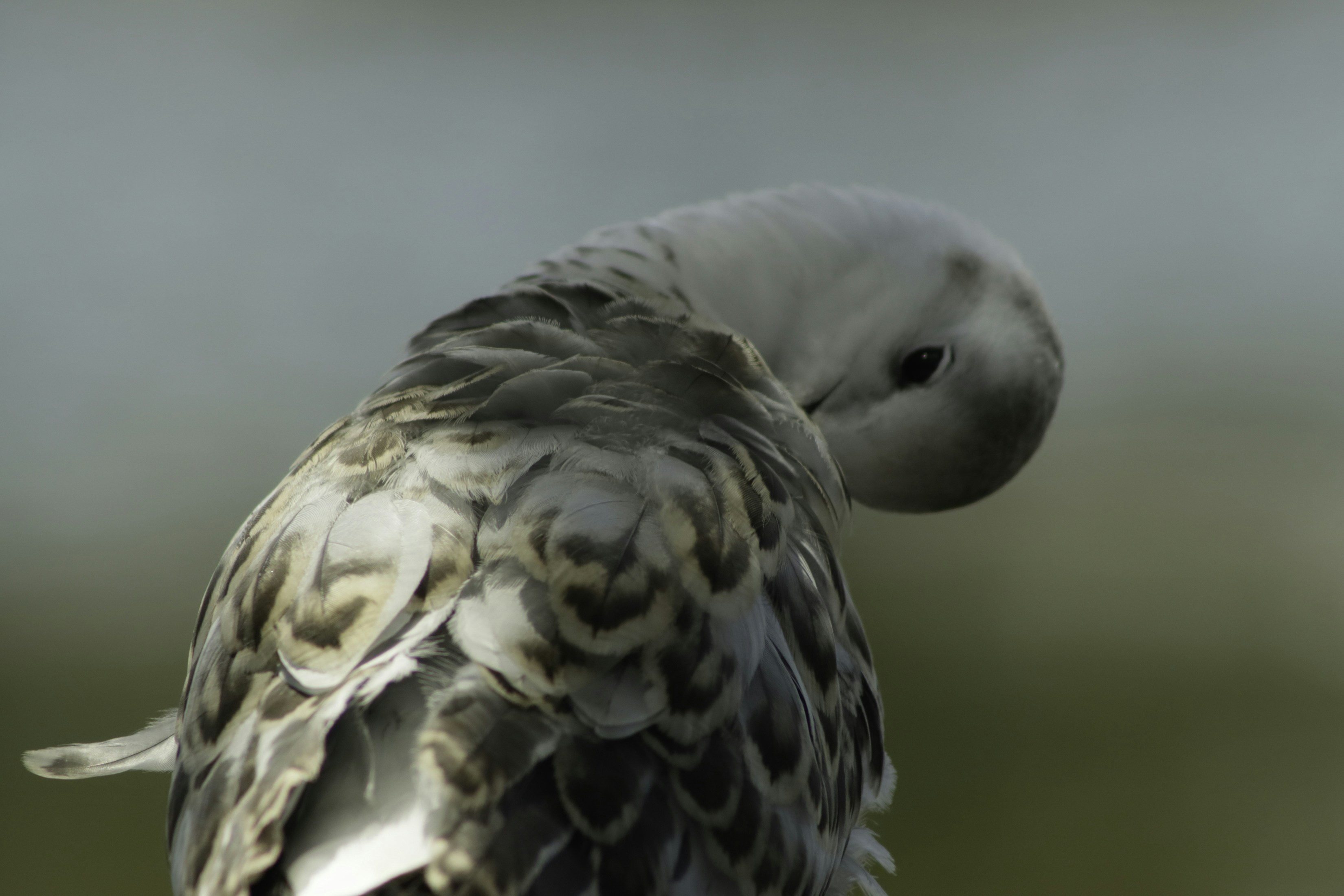 Delicate Back Turn: A Parrotlet-Texture Feather Display